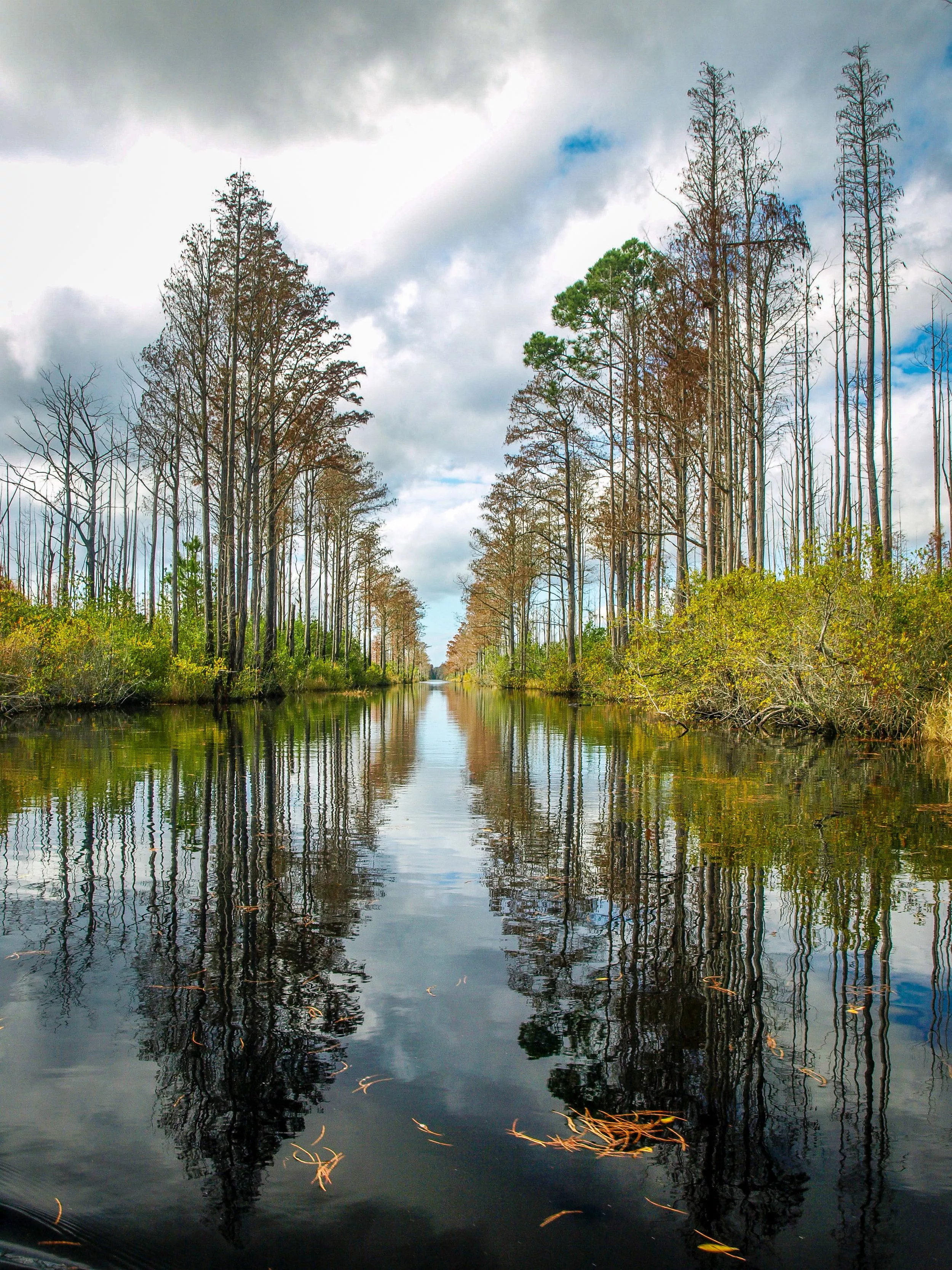 Swamp Wallpapers - Wallpaper Cave