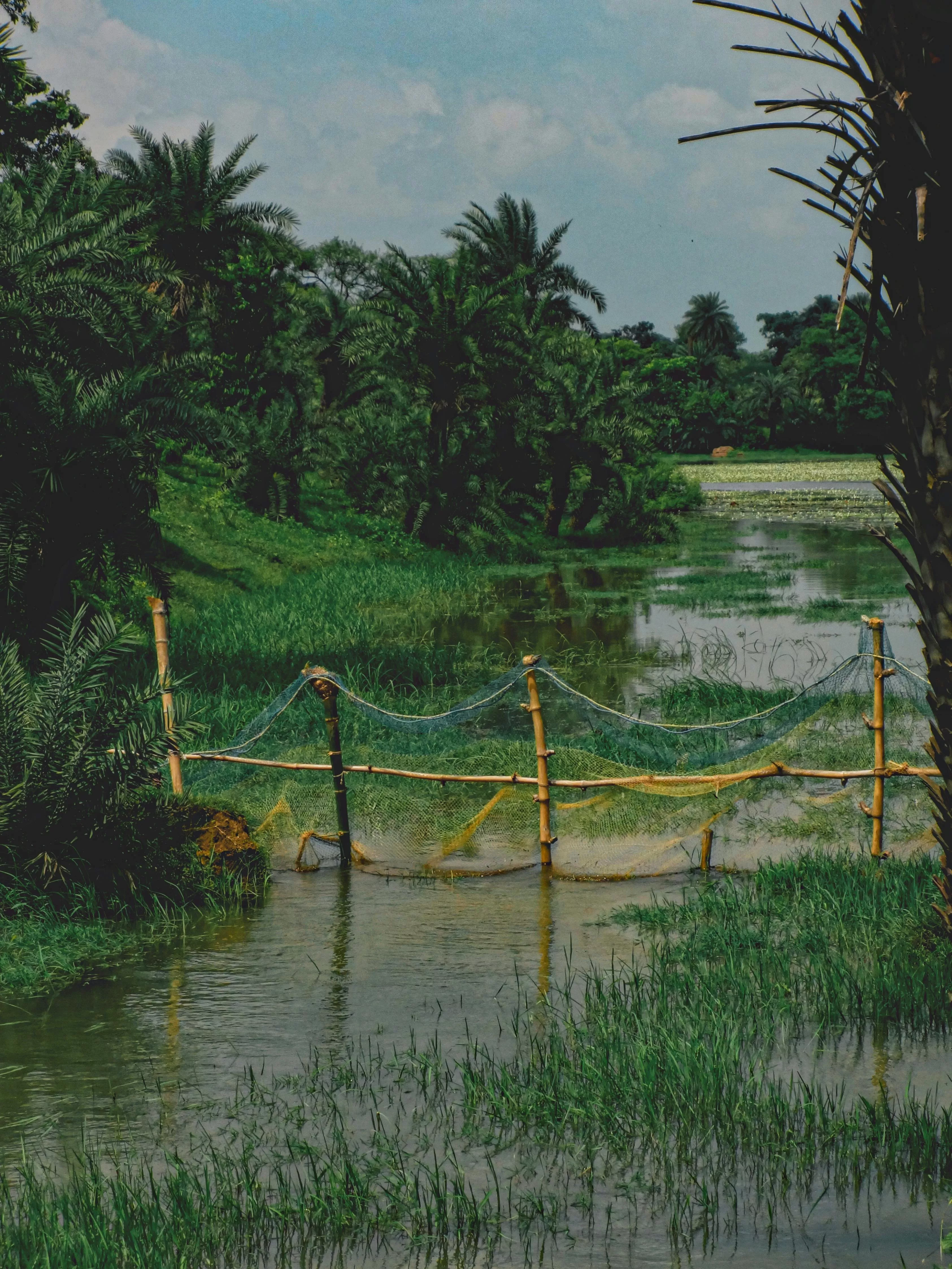 Swamp Wallpapers - Wallpaper Cave