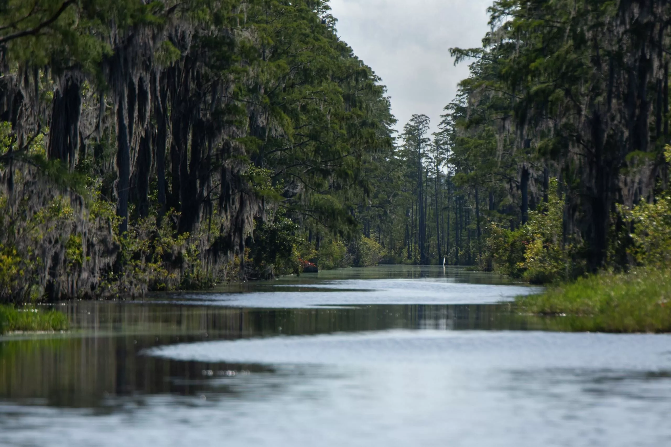 Swamp Wallpapers - Wallpaper Cave