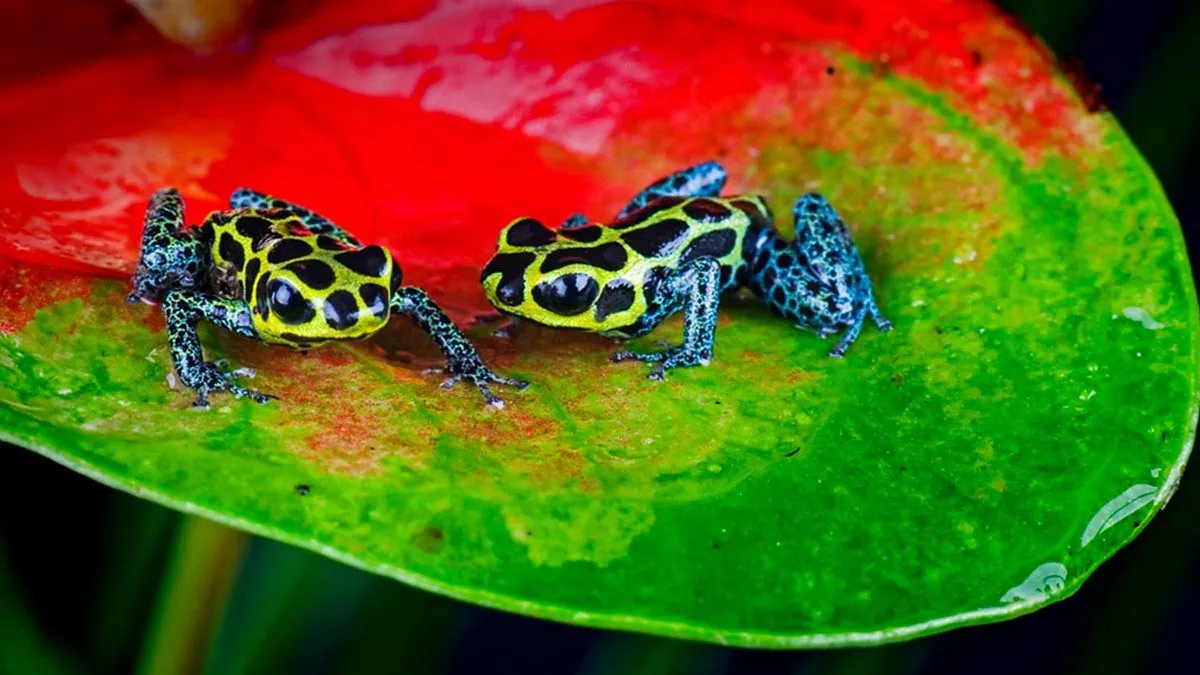 MicroWorlds Wallpapers - Wallpaper Cave