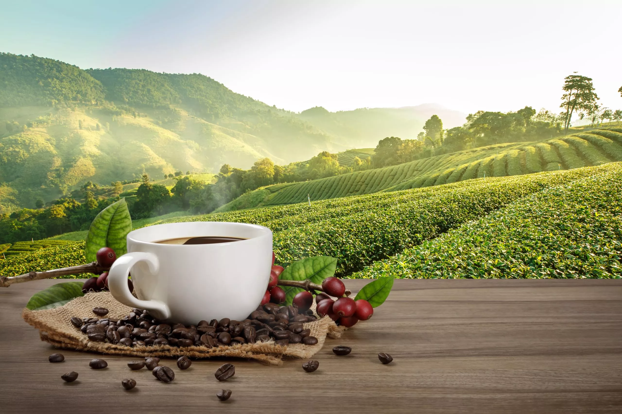 Coffee Farm Wallpapers - Wallpaper Cave