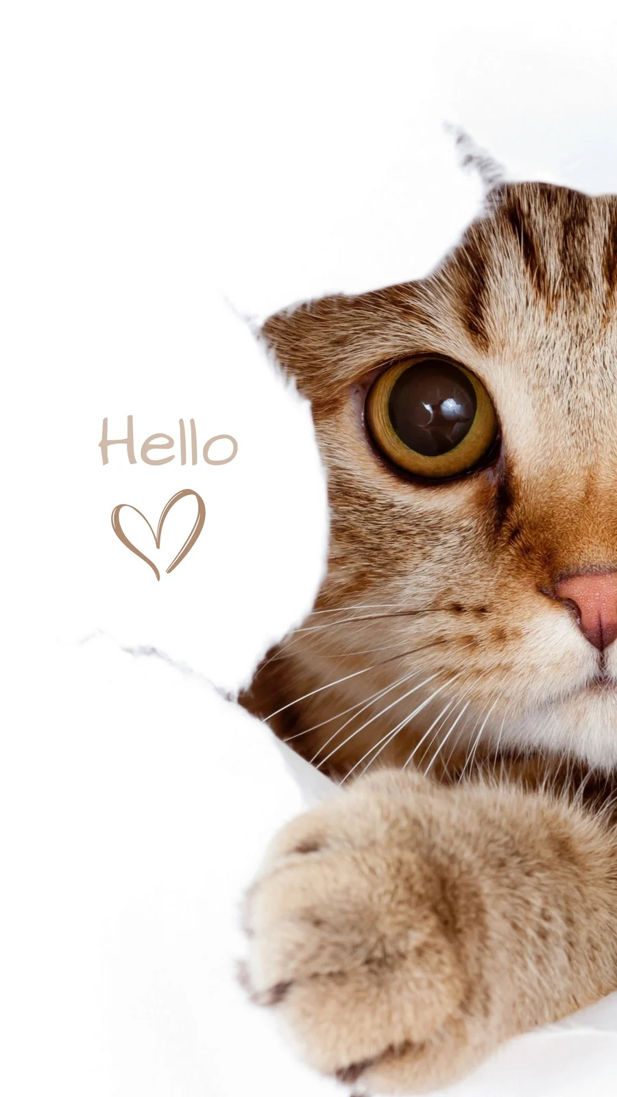 Cute Cat Mobile Wallpapers - Wallpaper Cave