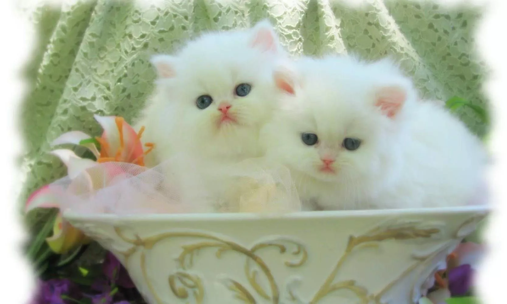 Real Kitty Wallpapers - Wallpaper Cave