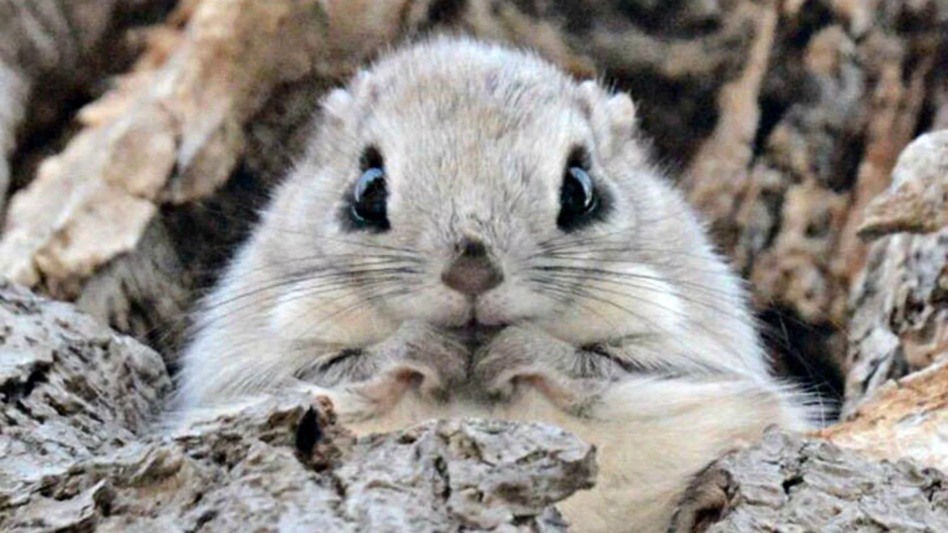 Siberian Flying Squirrel Wallpapers - Wallpaper Cave