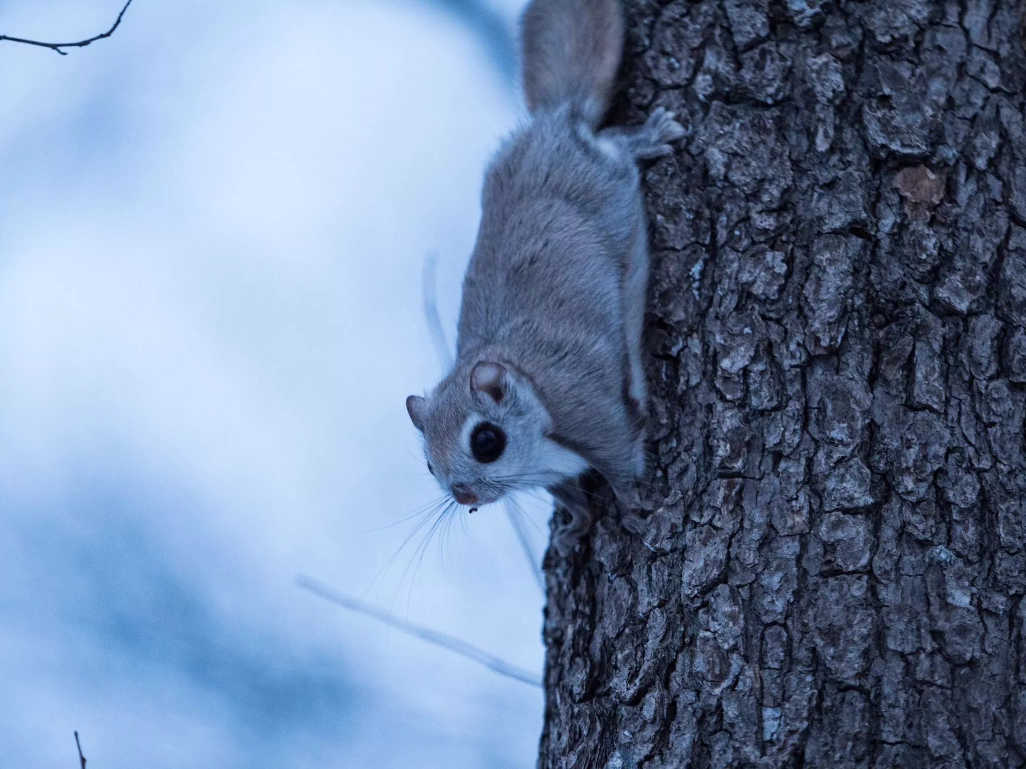 Siberian Flying Squirrel Wallpapers - Wallpaper Cave