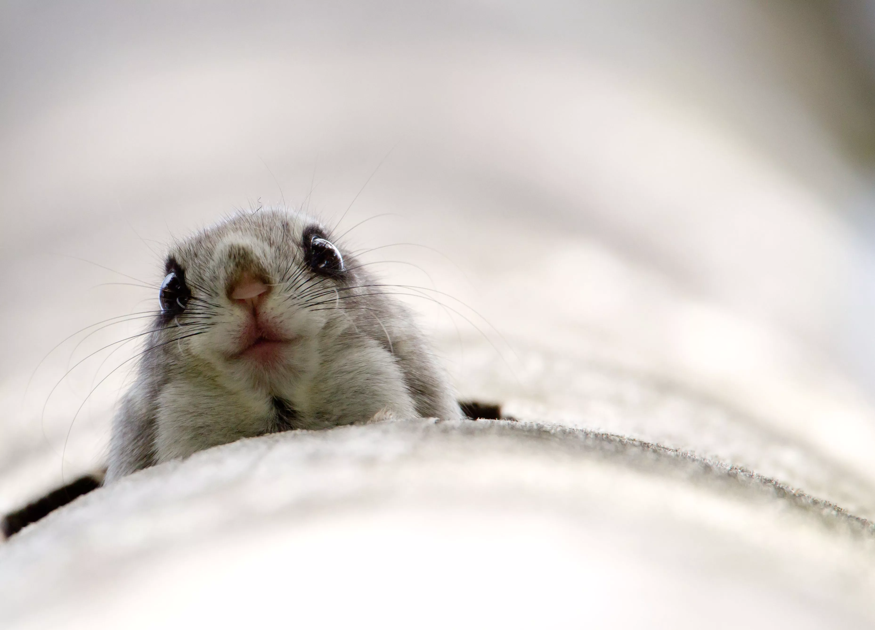 Siberian Flying Squirrel Wallpapers - Wallpaper Cave