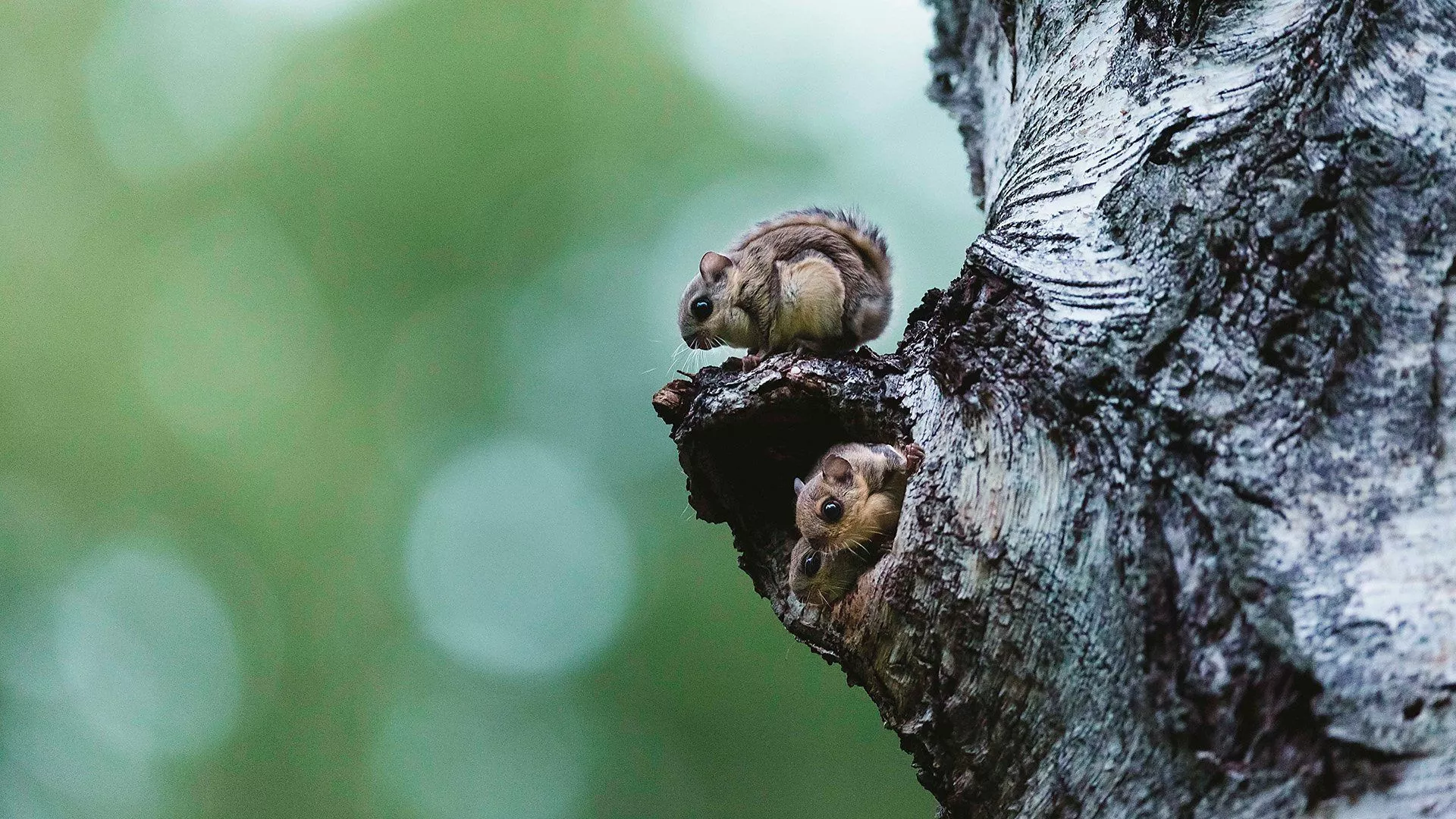 Siberian Flying Squirrel Wallpapers - Wallpaper Cave