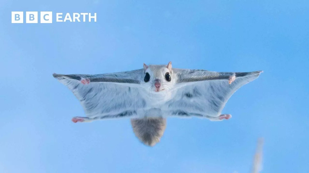 Siberian Flying Squirrel Wallpapers - Wallpaper Cave