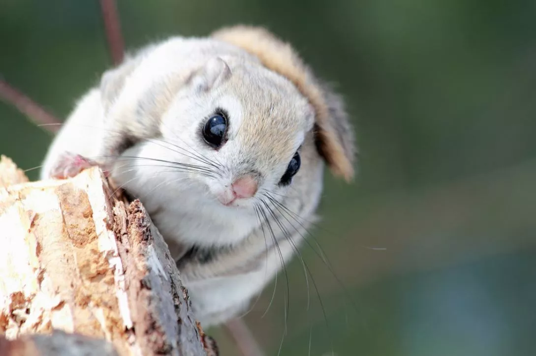 Siberian Flying Squirrel Wallpaper Russian Flying Squirrel | Tsuntsun