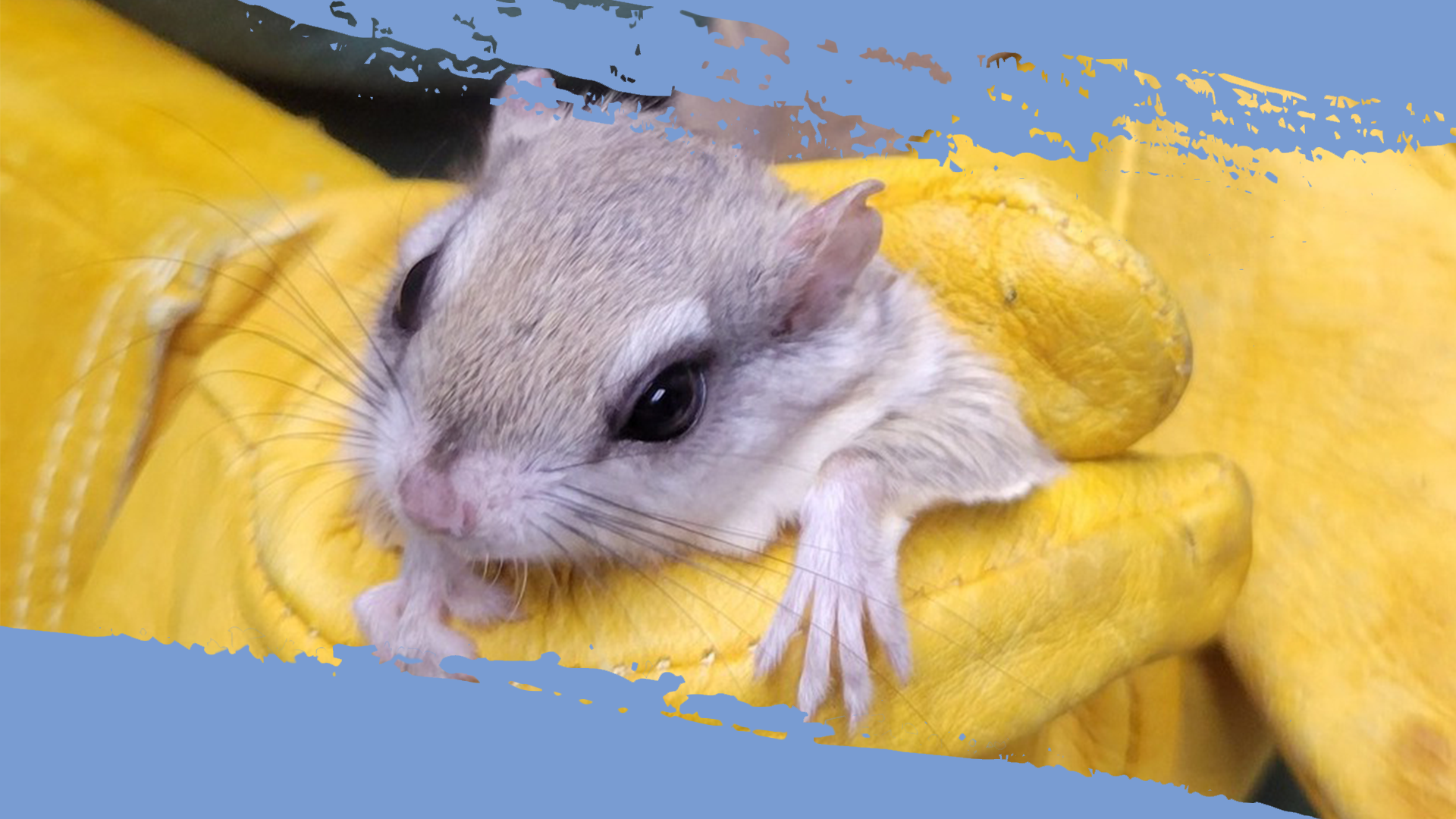 Siberian Flying Squirrel Wallpapers - Wallpaper Cave