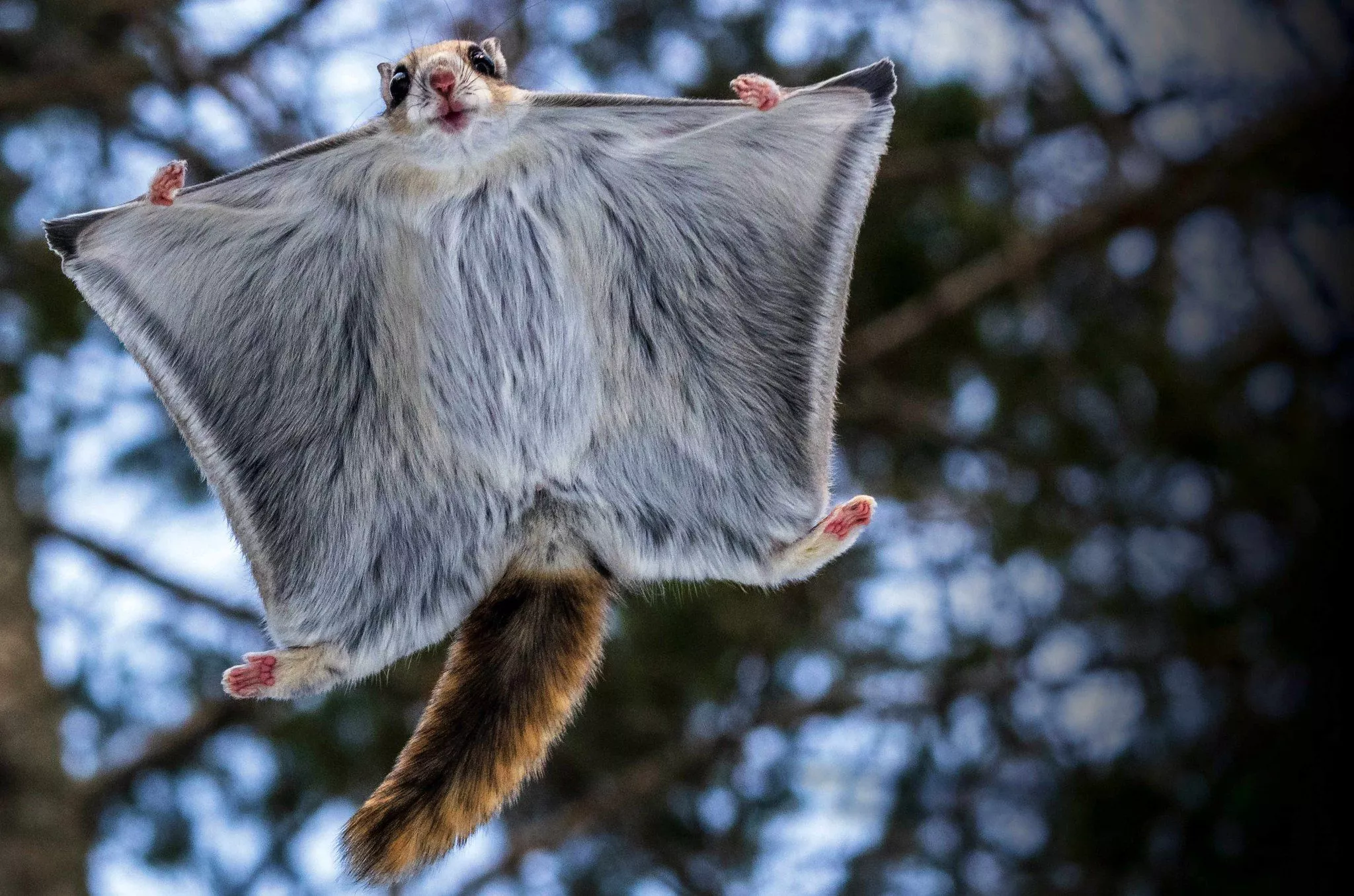 Siberian Flying Squirrel Wallpapers - Wallpaper Cave