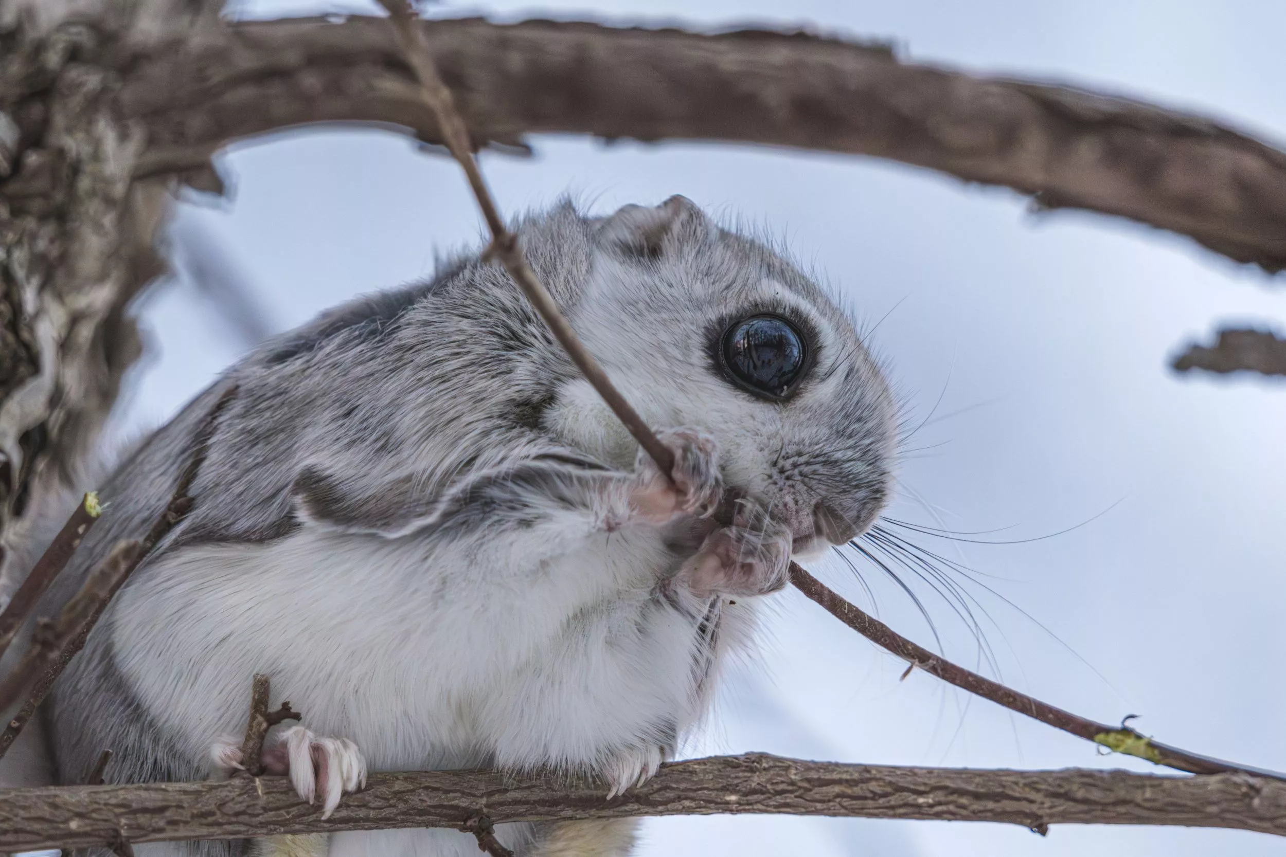 Siberian Flying Squirrel Wallpapers - Wallpaper Cave