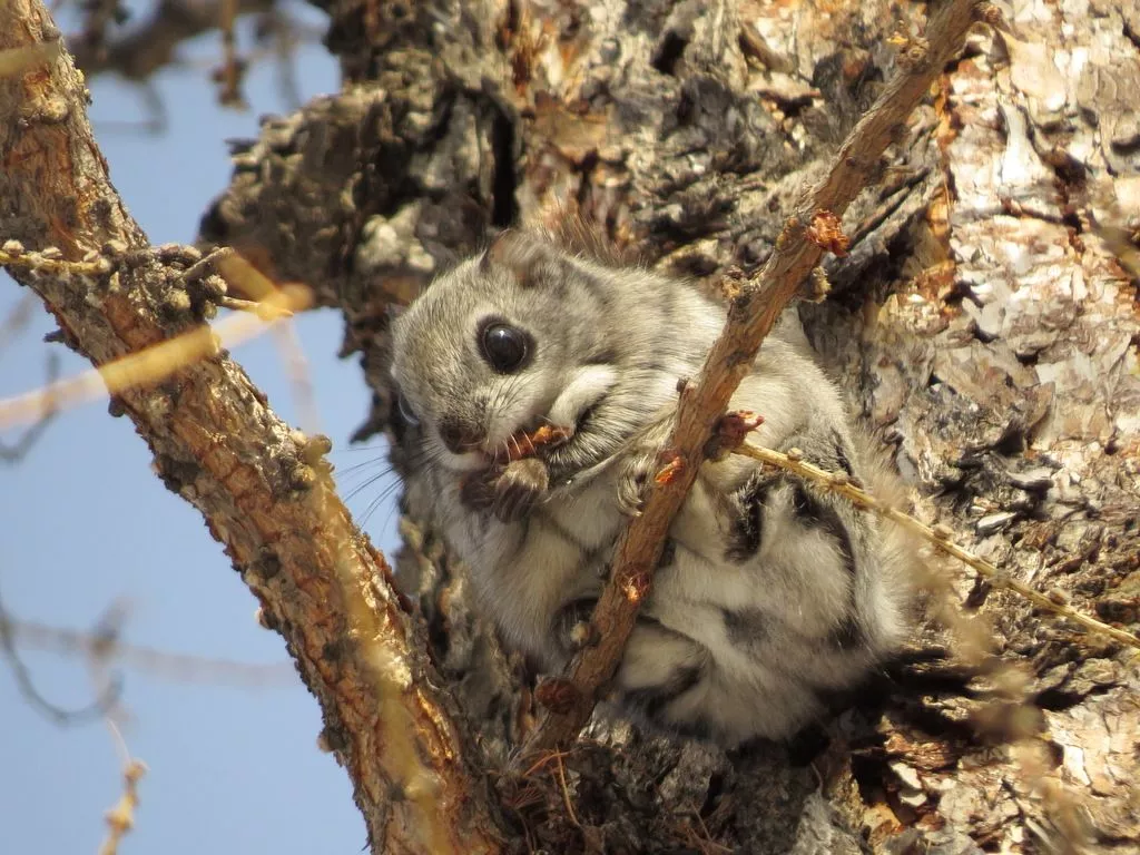 Siberian Flying Squirrel Wallpapers - Wallpaper Cave