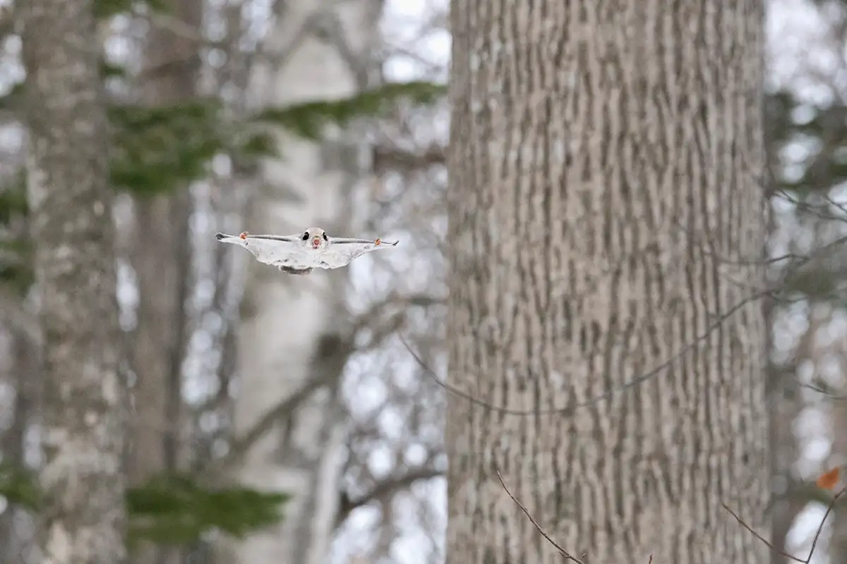 Siberian Flying Squirrel Wallpapers - Wallpaper Cave