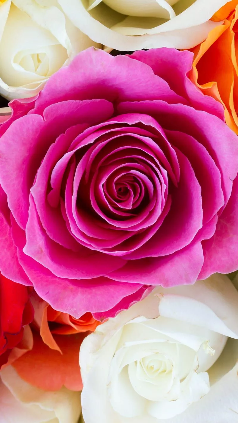 Colorful Rose Flowers Wallpapers - Wallpaper Cave