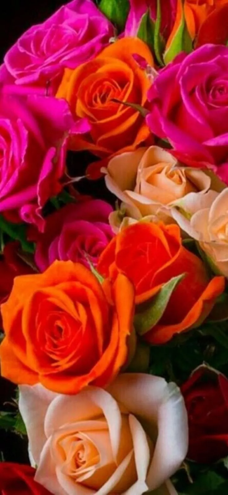 Colorful Rose Flowers Wallpapers - Wallpaper Cave