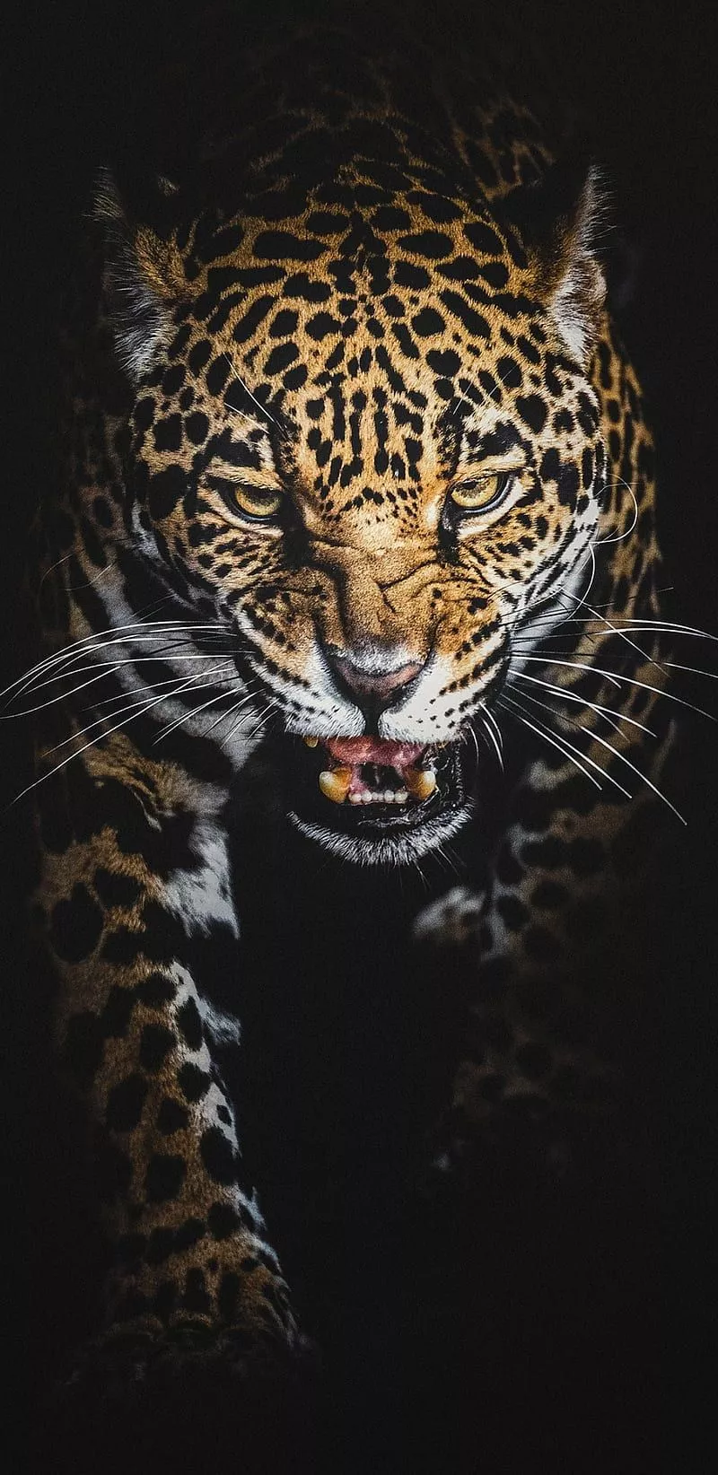 Leopard Mobile Wallpapers - Wallpaper Cave