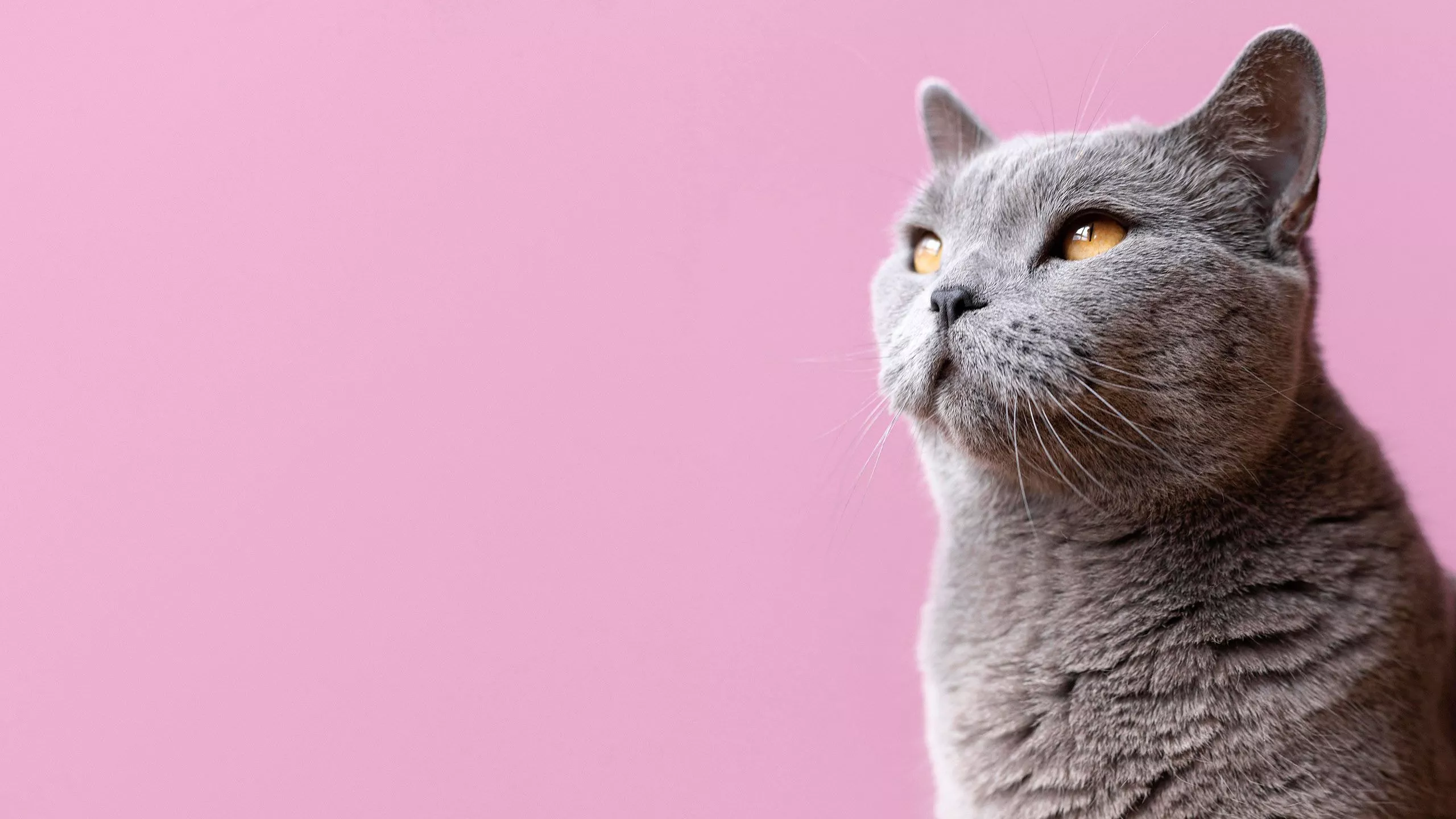 Pink Cat Desktop Wallpapers - Wallpaper Cave