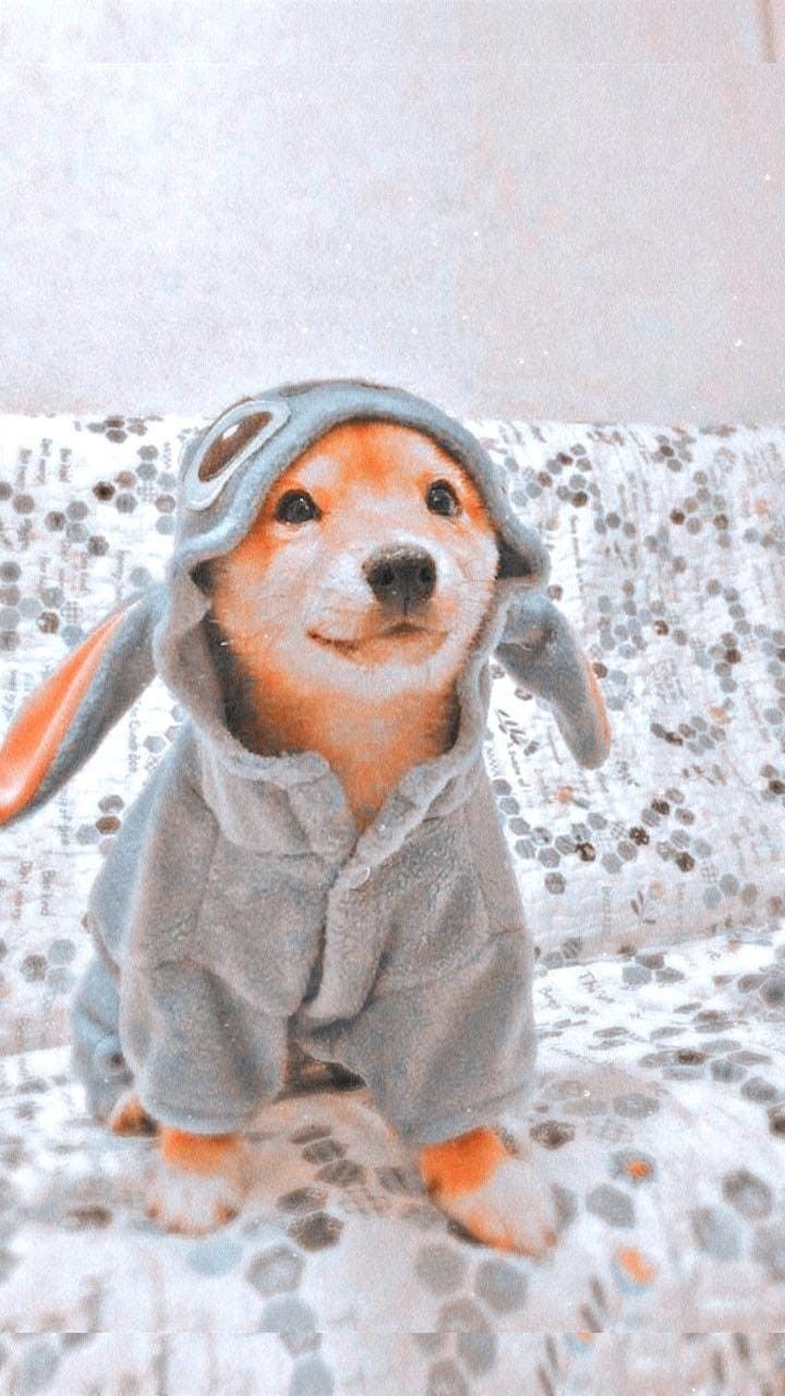 Dog Preppy Wallpapers - Wallpaper Cave