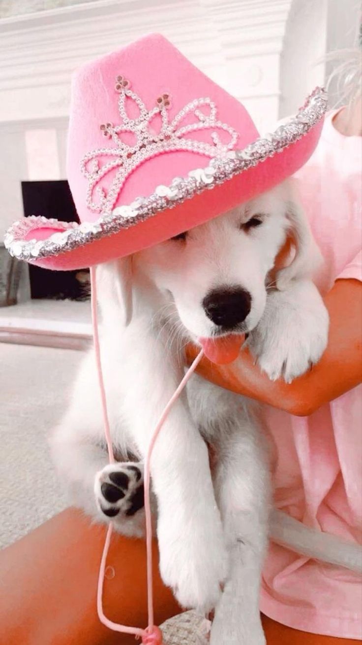 Dog Preppy Wallpapers - Wallpaper Cave