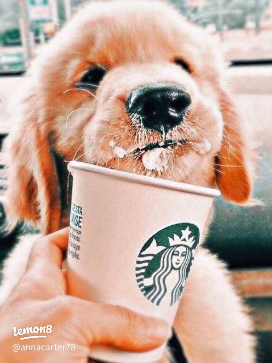 Dog Preppy Wallpapers - Wallpaper Cave