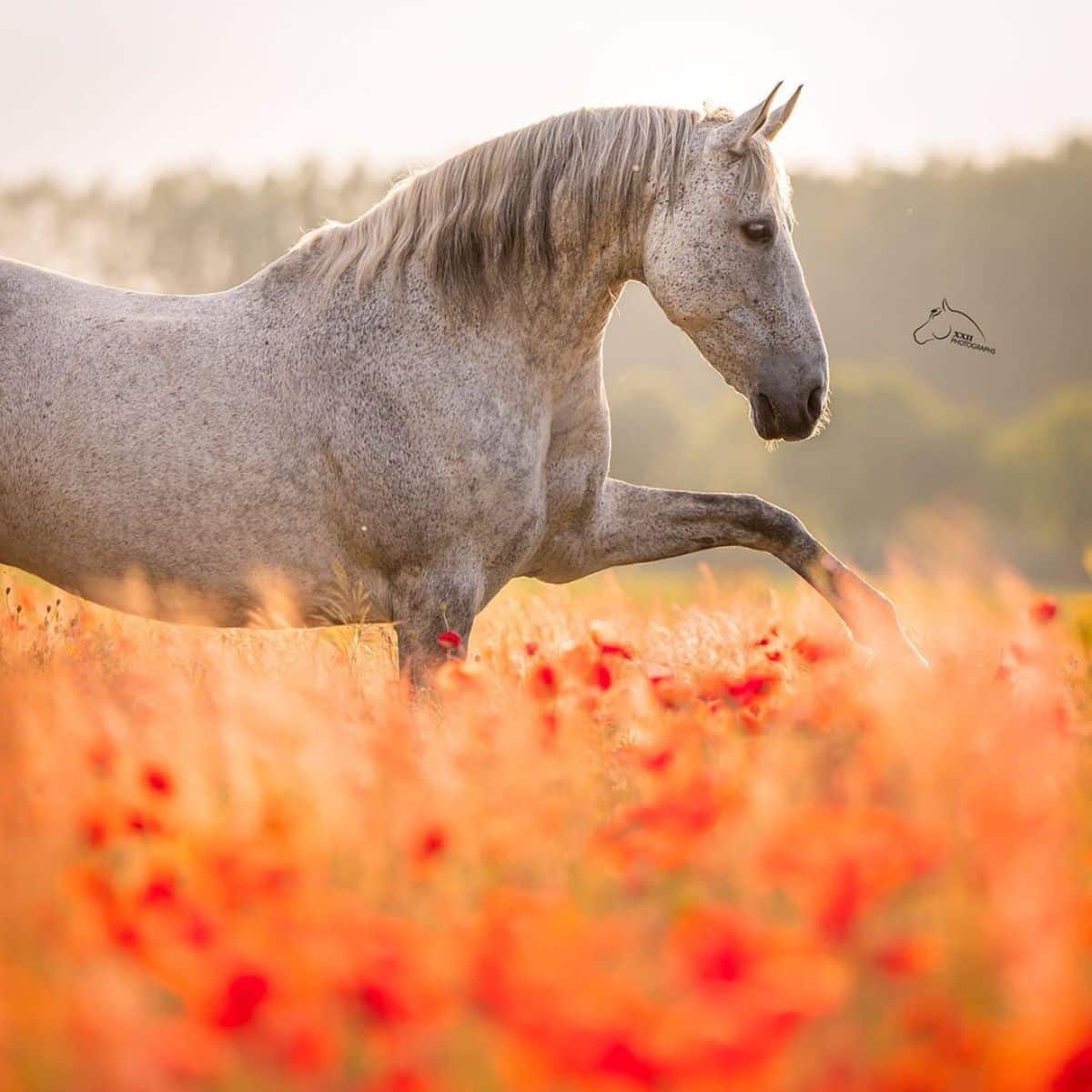 Gray Horses Wallpapers - Wallpaper Cave