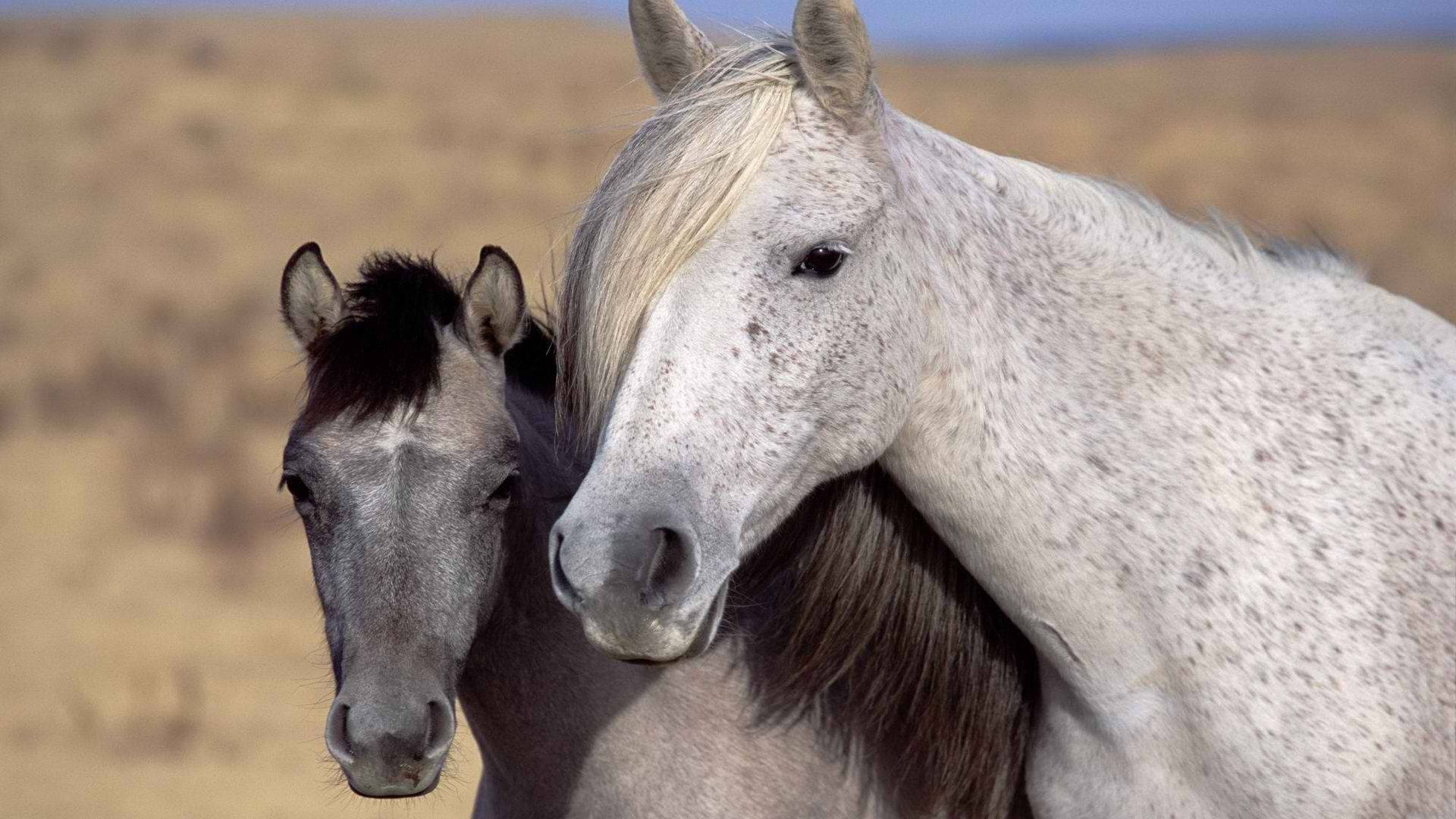 Gray Horses Wallpapers - Wallpaper Cave
