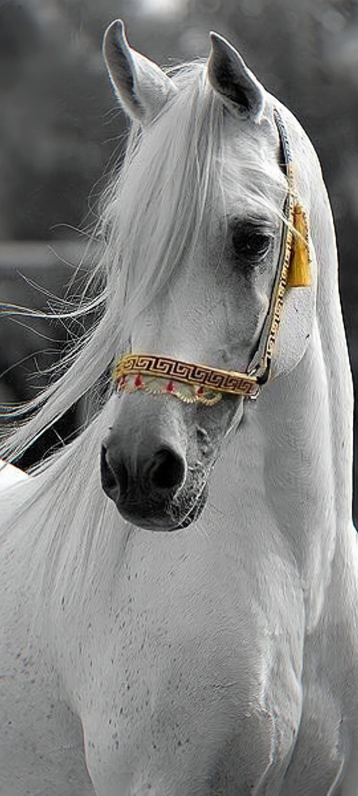 Gray Horses Wallpapers - Wallpaper Cave