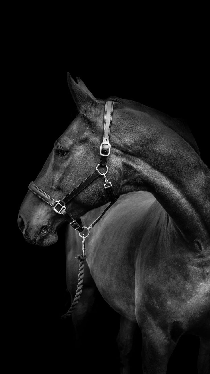 Gray Horses Wallpapers - Wallpaper Cave