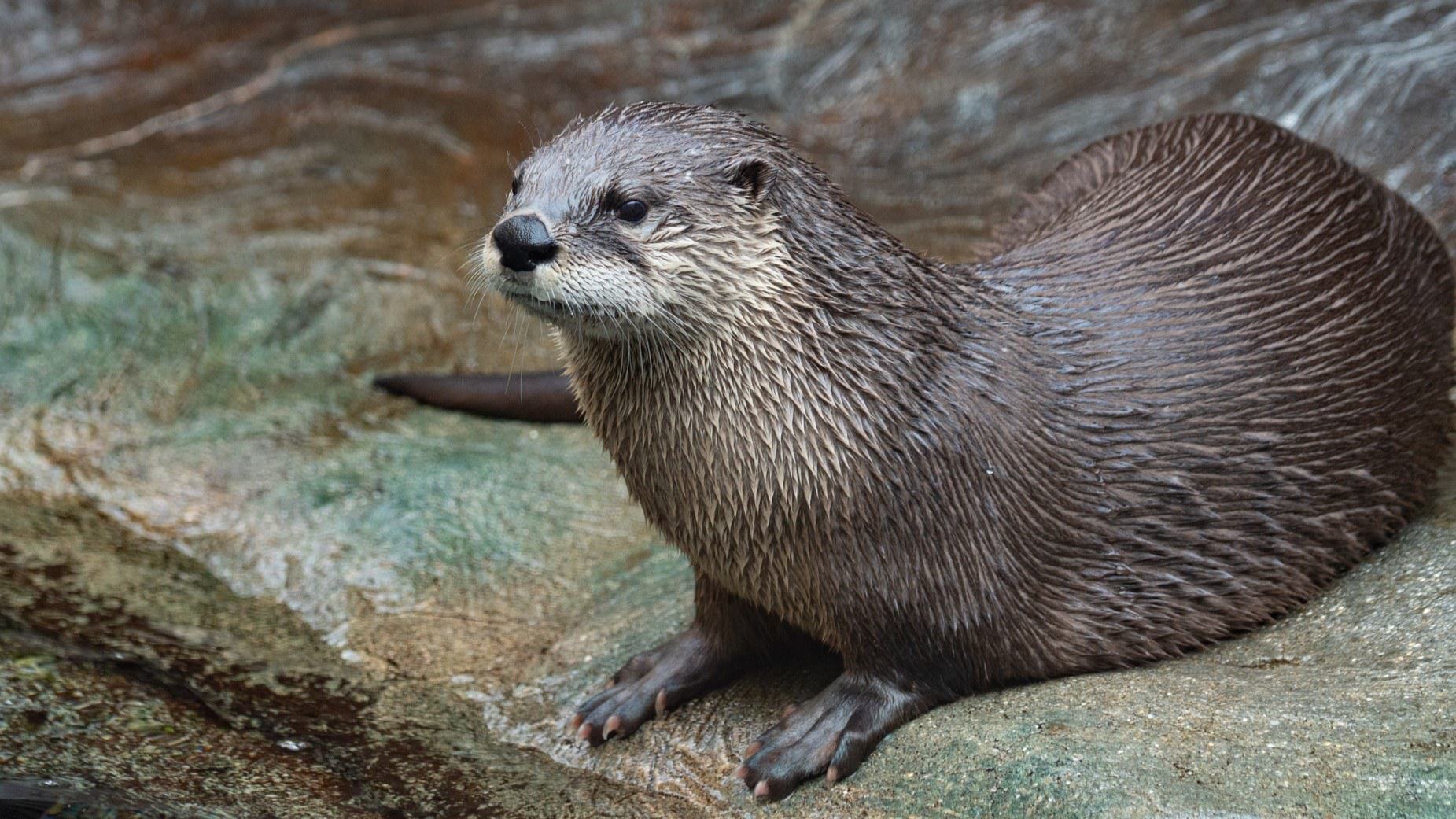North American River Otters Wallpapers - Wallpaper Cave