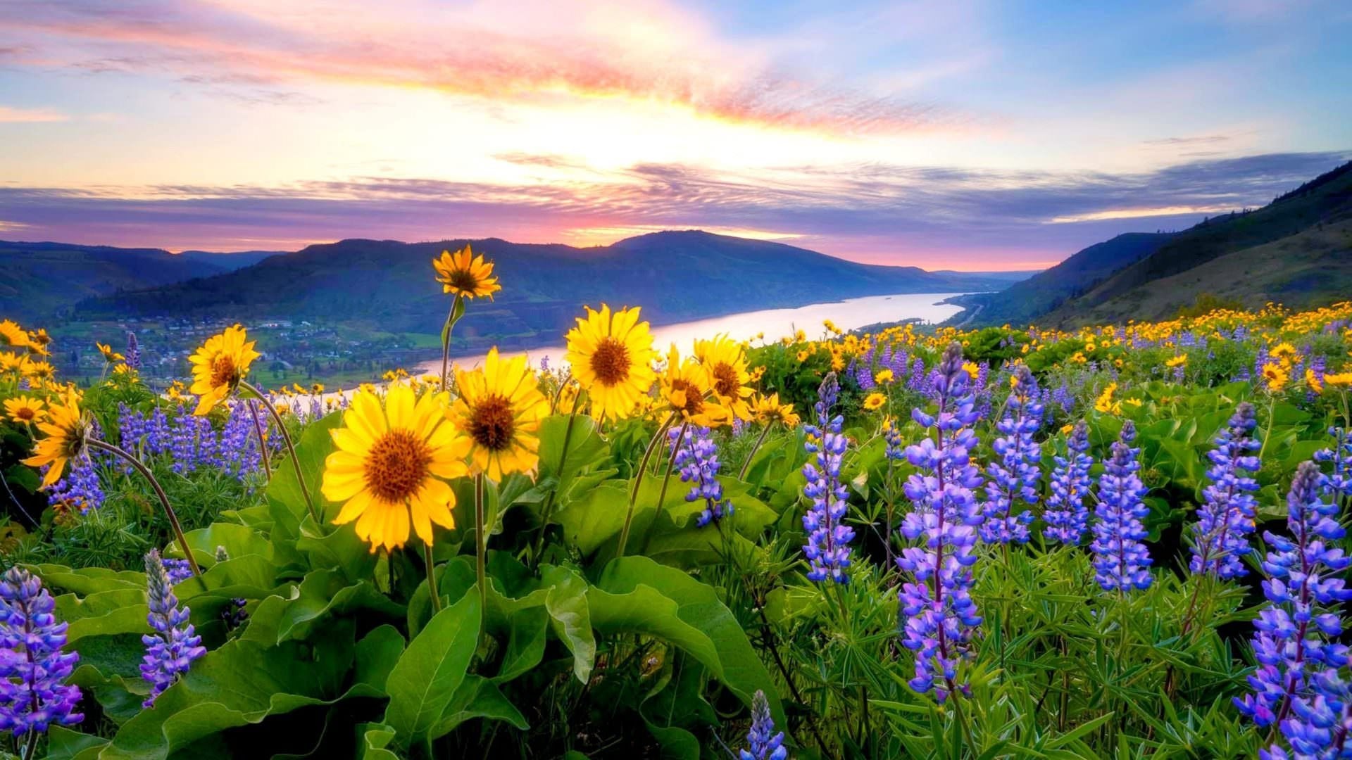Spring Mountain Flowers Wallpapers - Wallpaper Cave