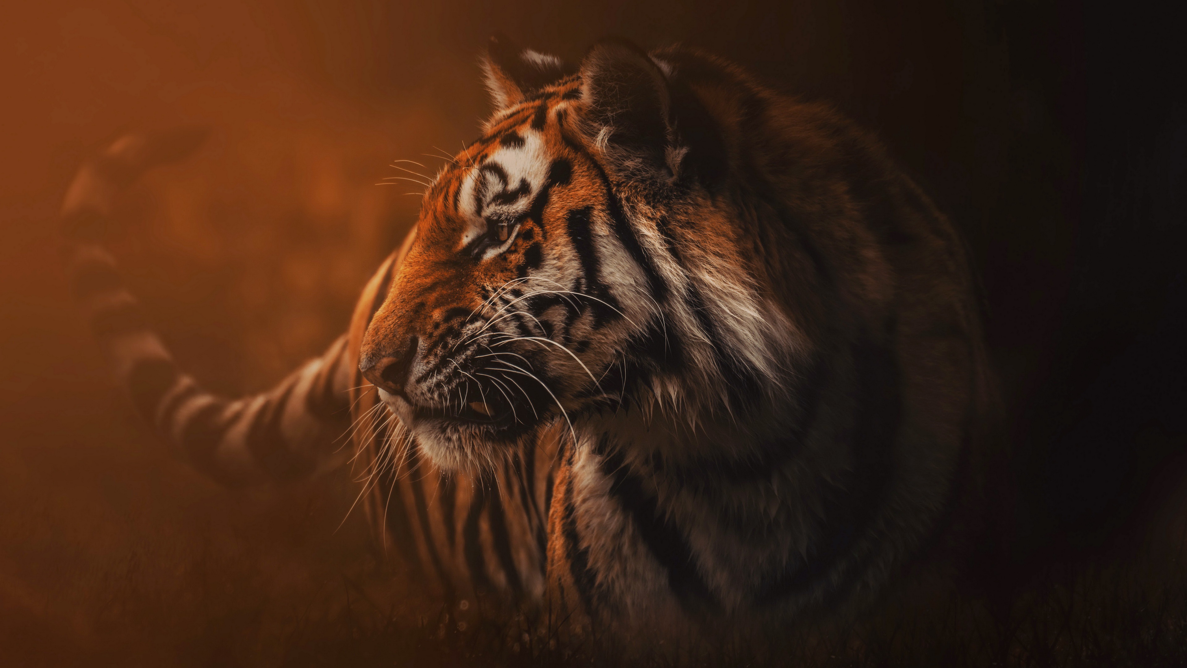 Tiger 4k HD Wallpapers - Wallpaper Cave