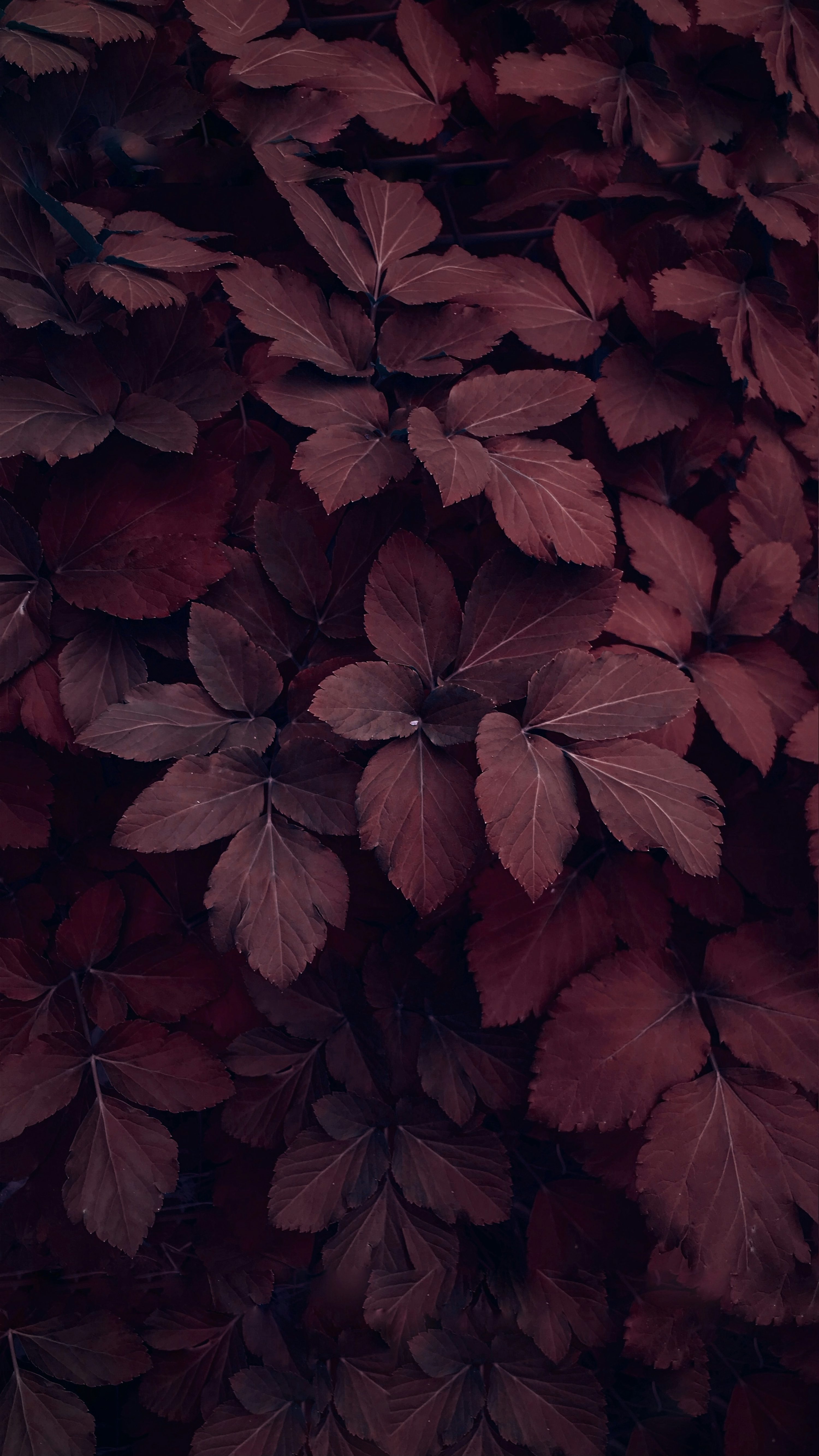 Maroon Wallpapers - Wallpaper Cave