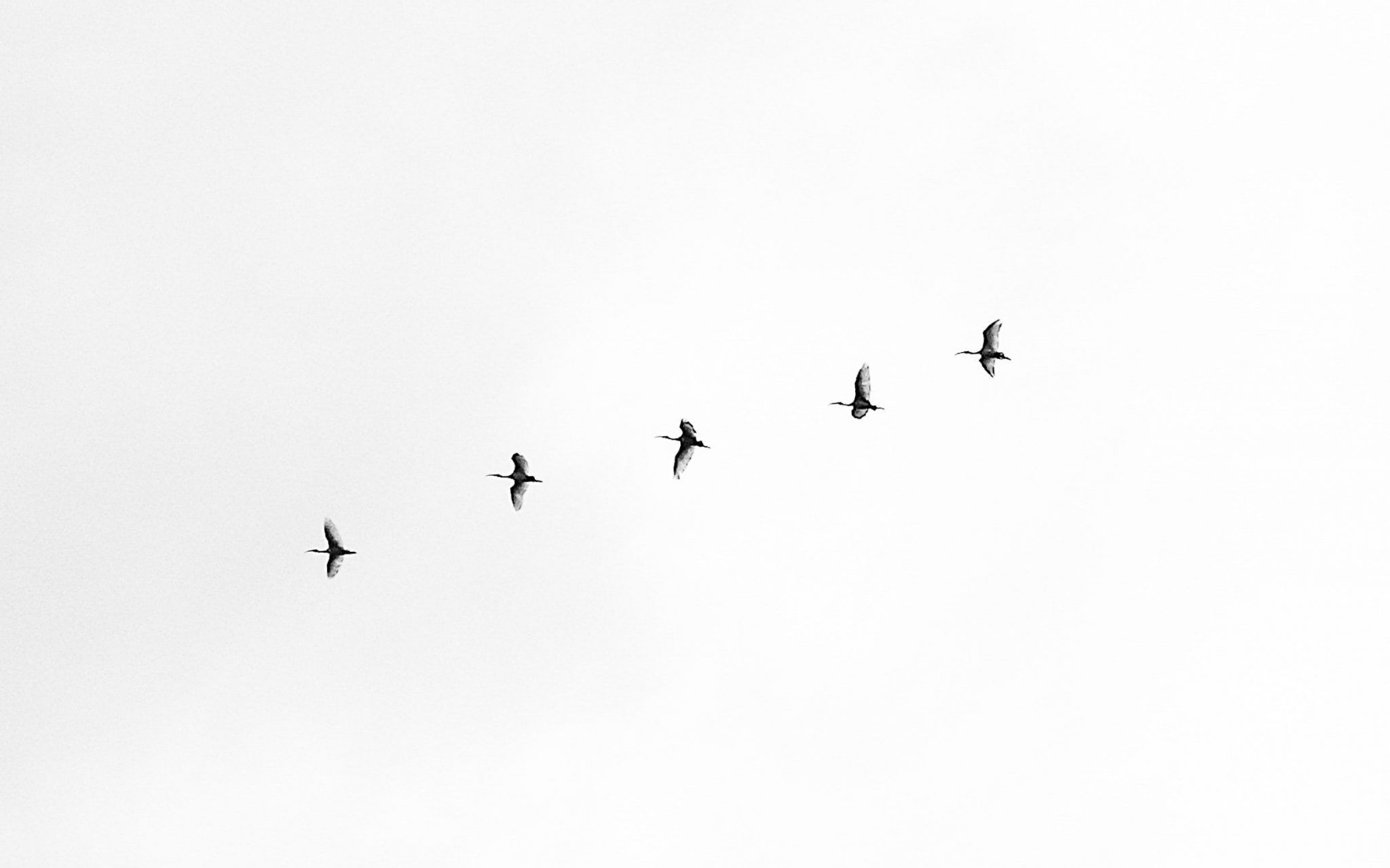 White Minimalist Desktop Wallpapers - Wallpaper Cave