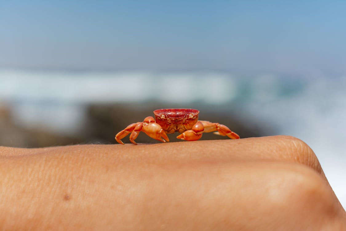 Cute Crab Wallpapers - Wallpaper Cave