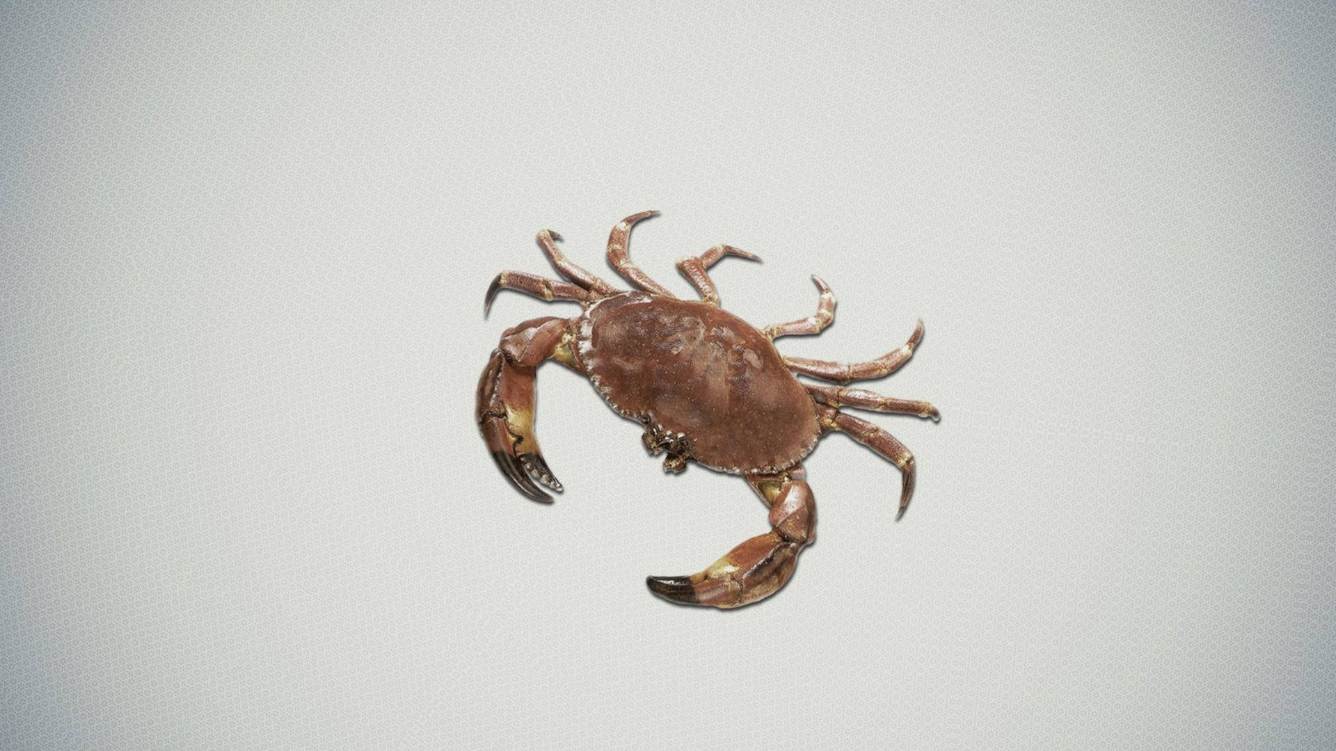 Cute Crab Wallpapers - Wallpaper Cave