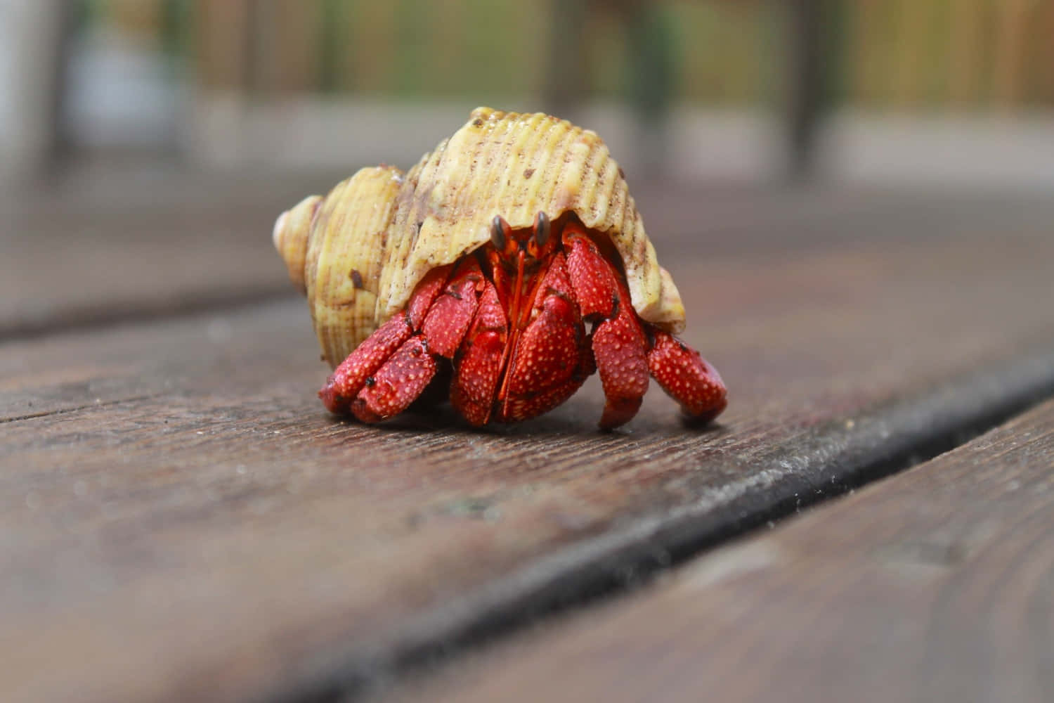 Cute Crab Wallpapers - Wallpaper Cave