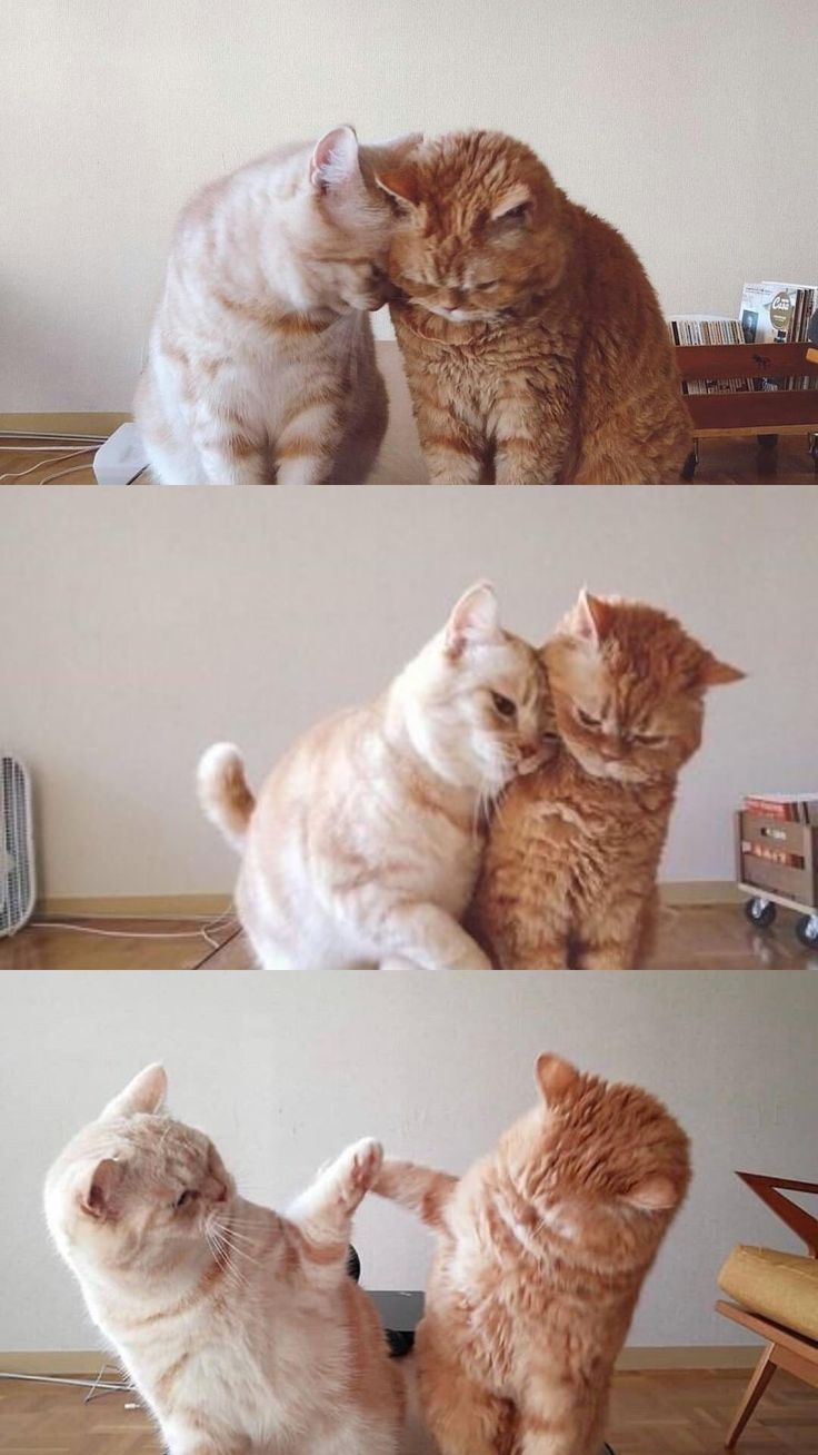 Cat Couples Wallpapers - Wallpaper Cave