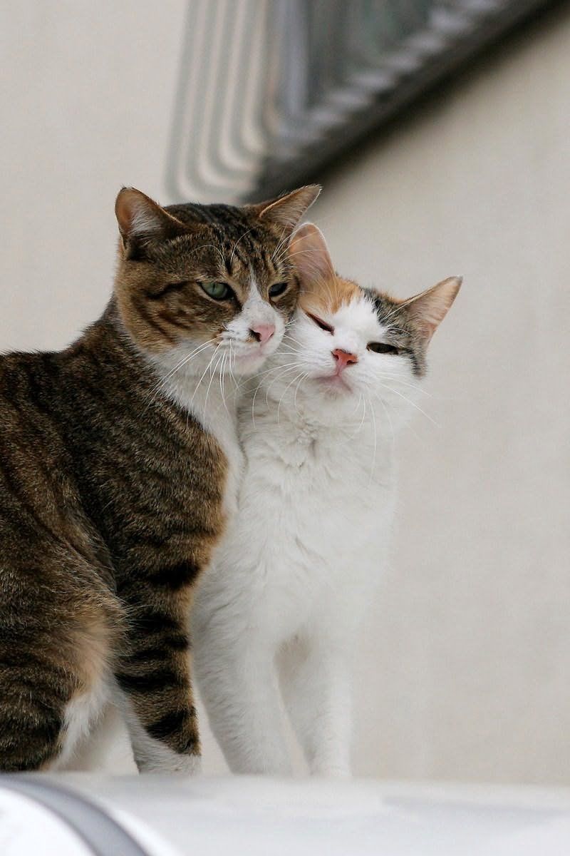 Cat Couples Wallpapers - Wallpaper Cave