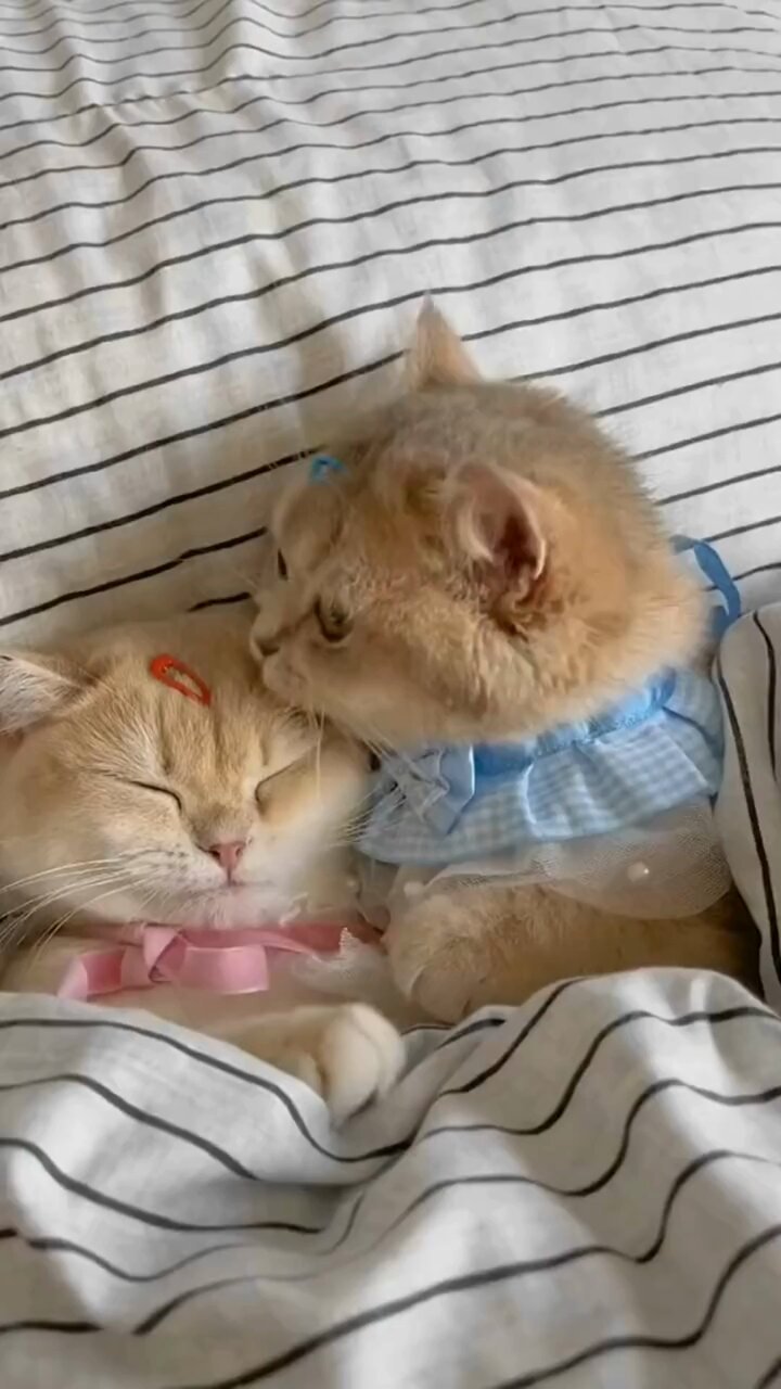 Cat Couples Wallpapers - Wallpaper Cave