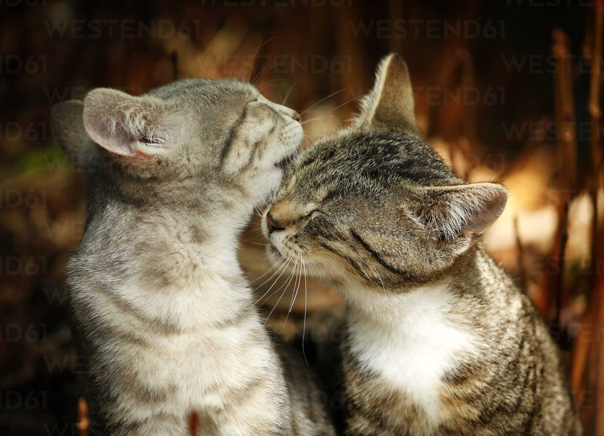 Cat Couples Wallpapers - Wallpaper Cave