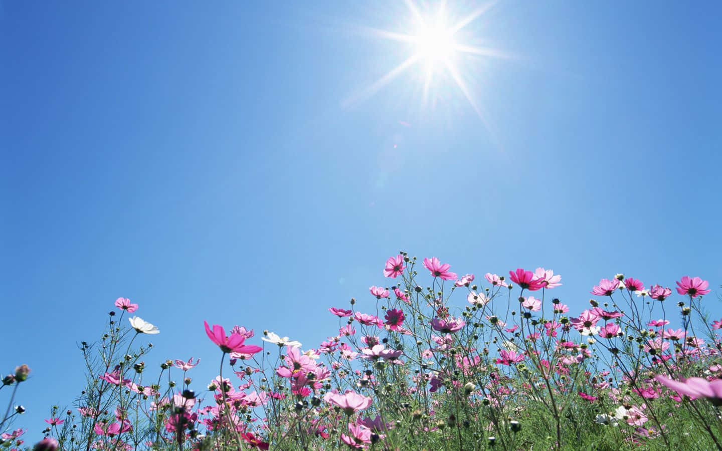 Spring Field Sunshine Wallpapers - Wallpaper Cave
