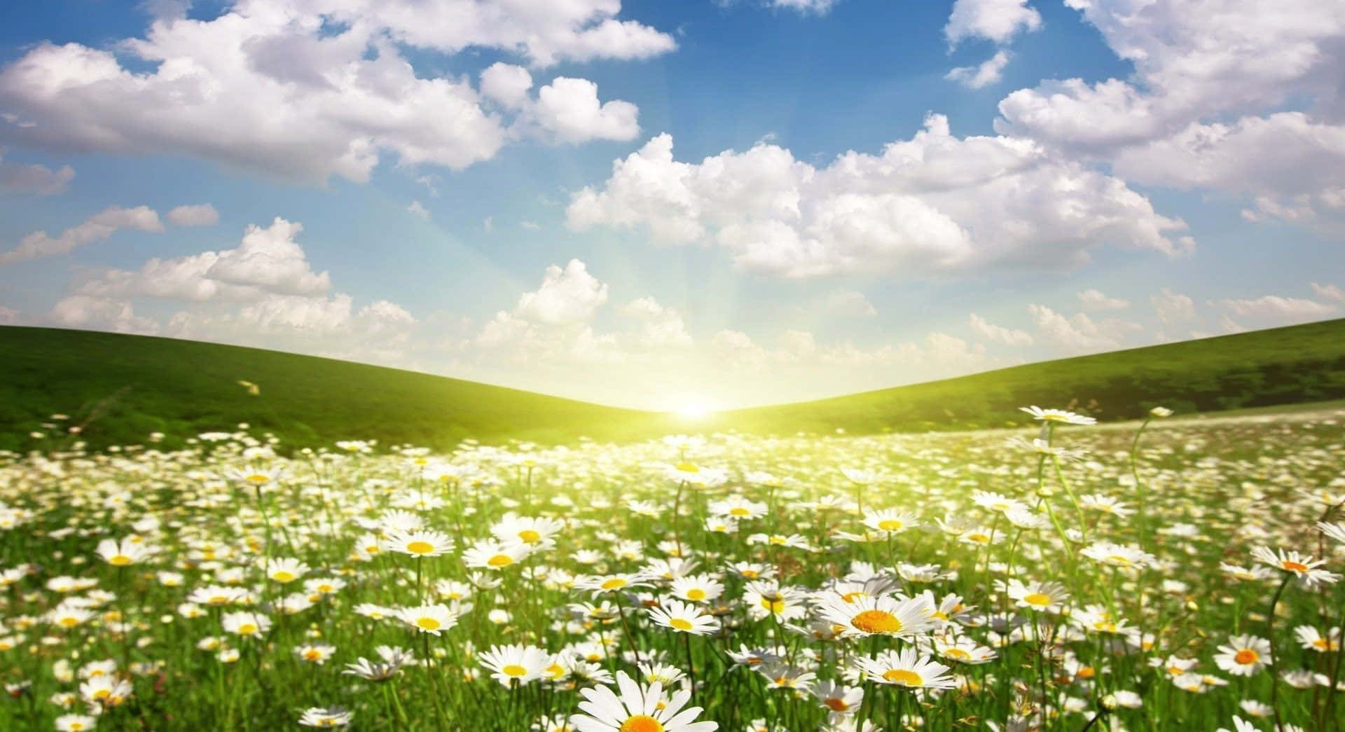 Spring Field Sunshine Wallpapers - Wallpaper Cave