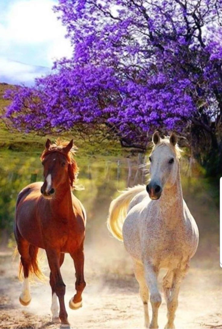 Horse Running Spring Wallpapers - Wallpaper Cave