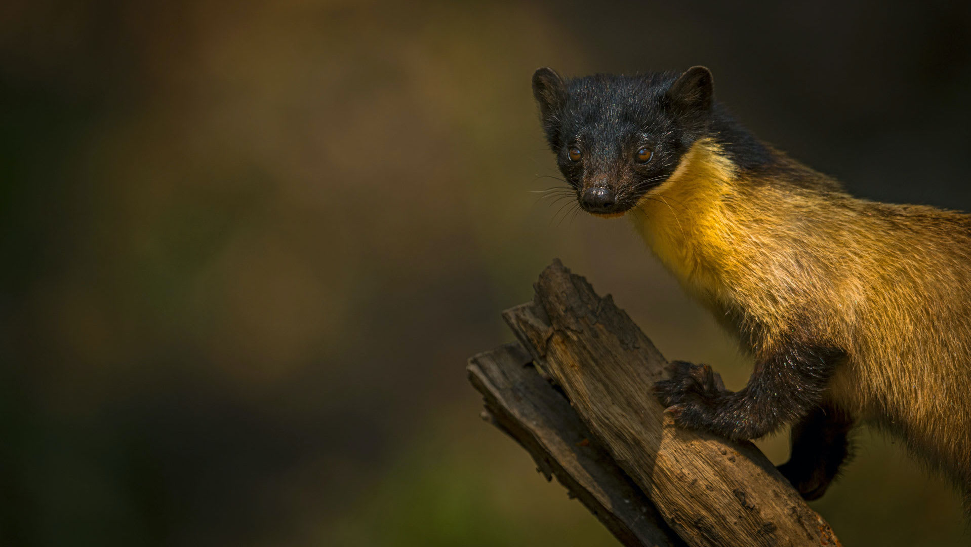 Yellow-Throated Marten Wallpapers - Wallpaper Cave