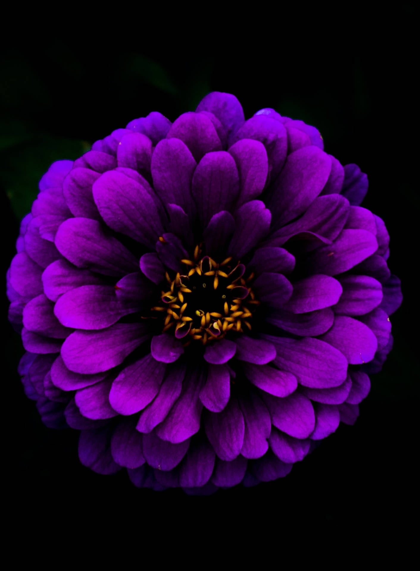 iPhone Purple Flower Wallpapers - Wallpaper Cave