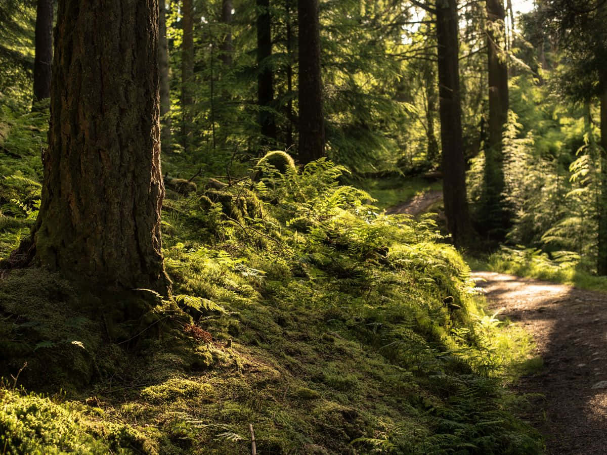 Goblincore Desktop Wallpapers - Wallpaper Cave