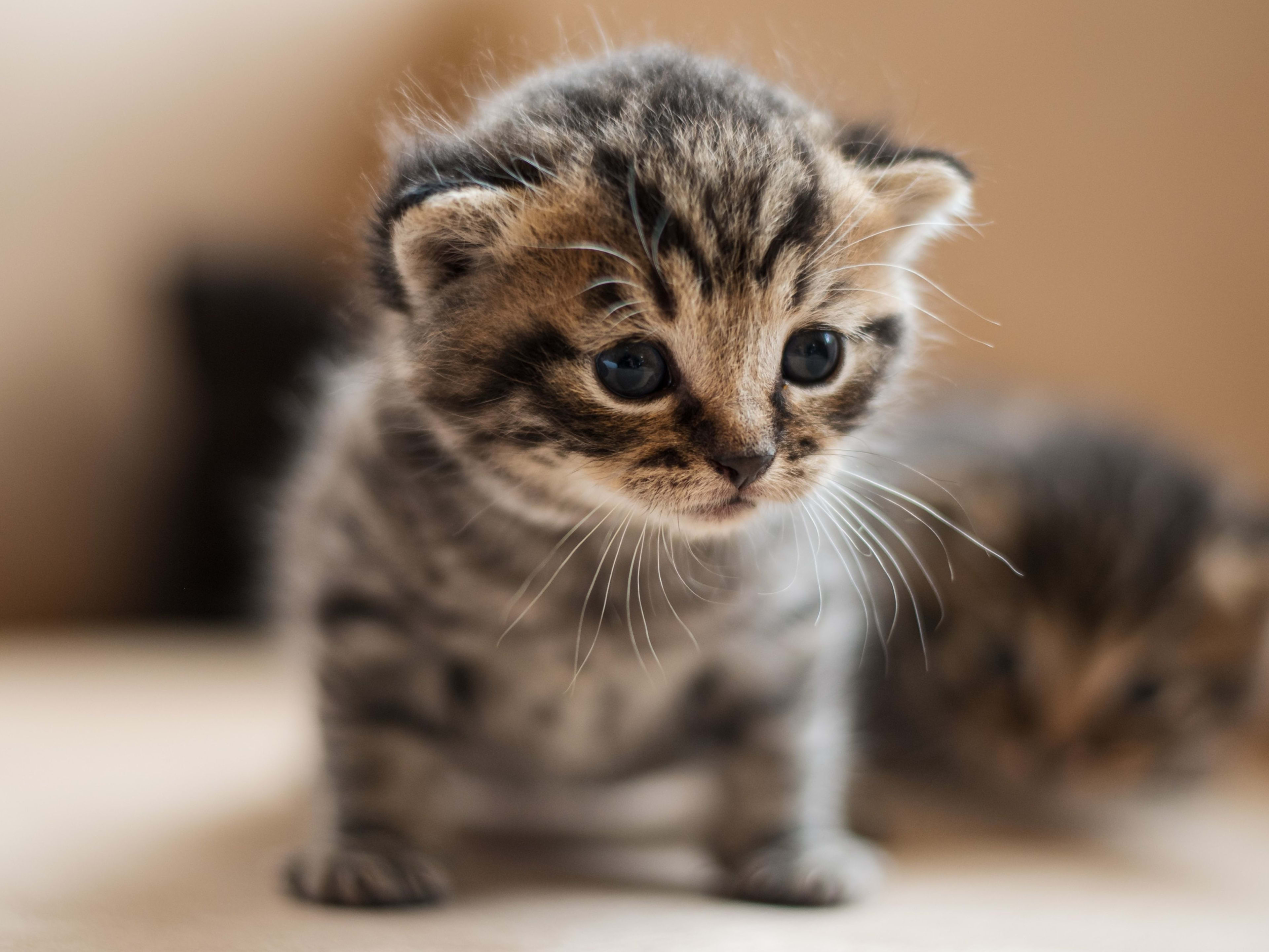 Alone Cat Wallpapers - Wallpaper Cave