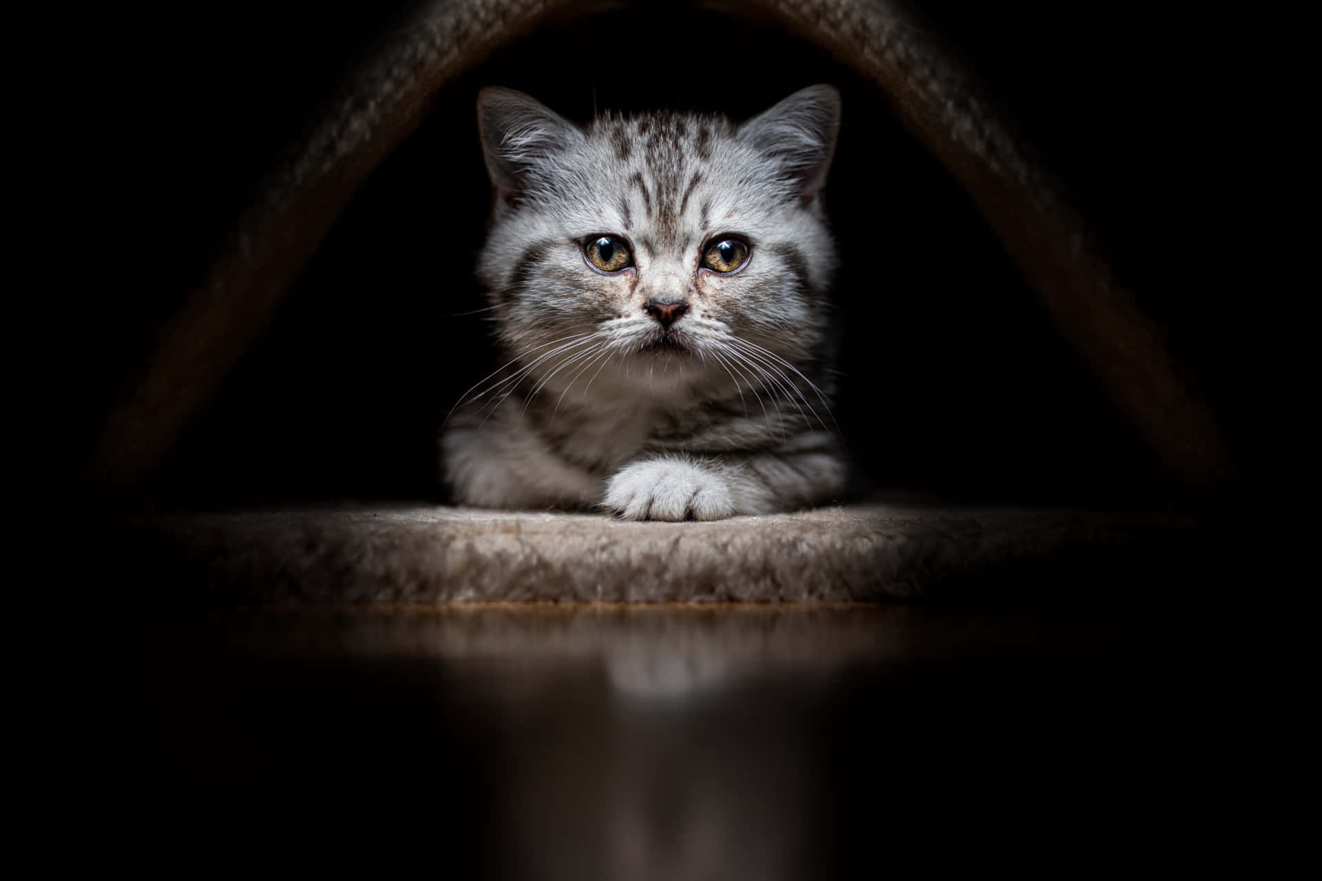 Alone Cat Wallpapers - Wallpaper Cave