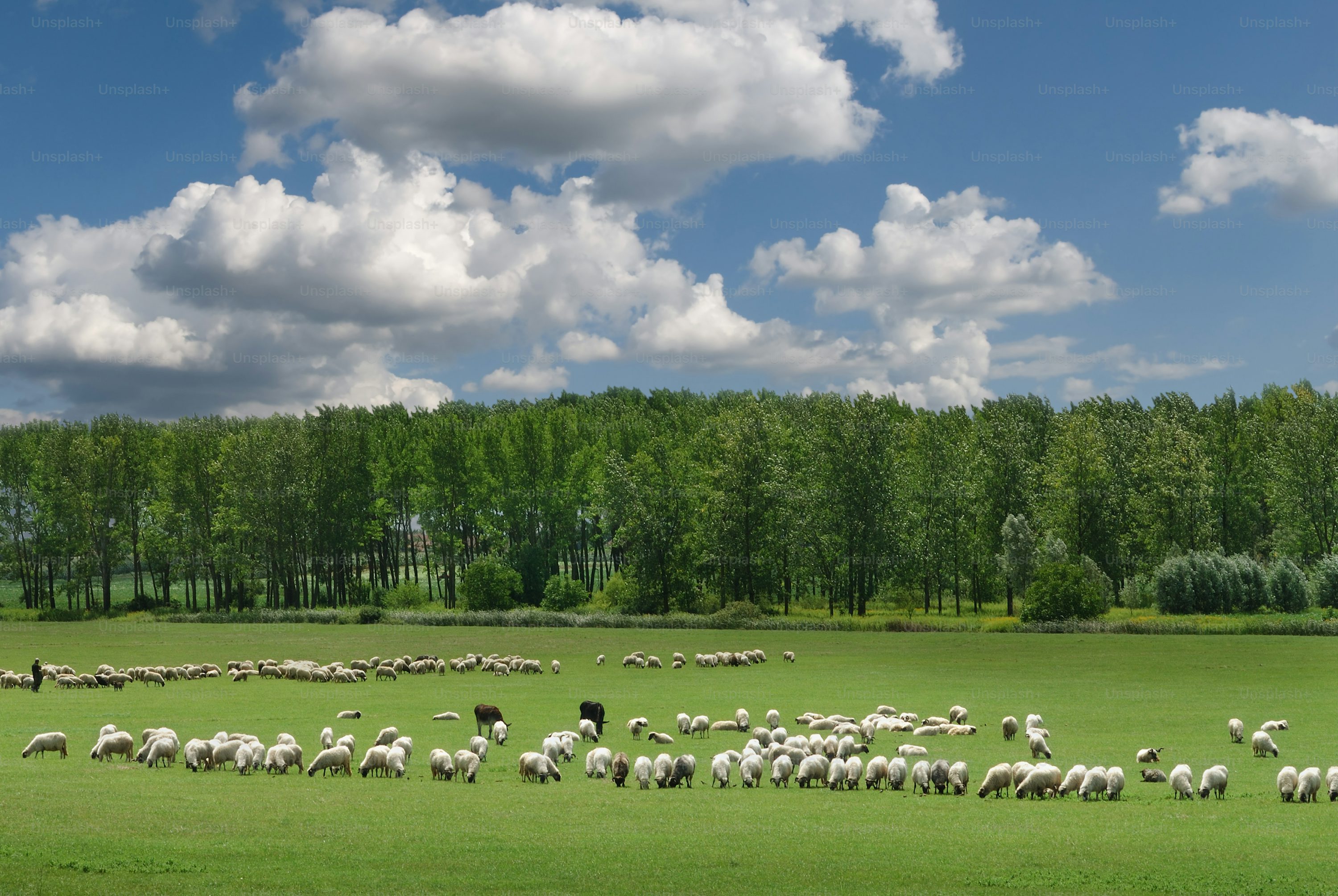 Green Pastures Wallpapers - Wallpaper Cave